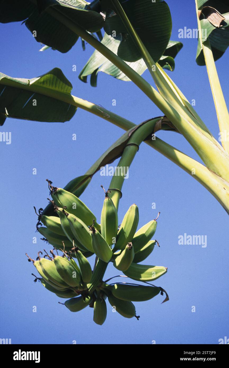 Fruits, close ups of bunch of green bananas on the tree, bordi ...