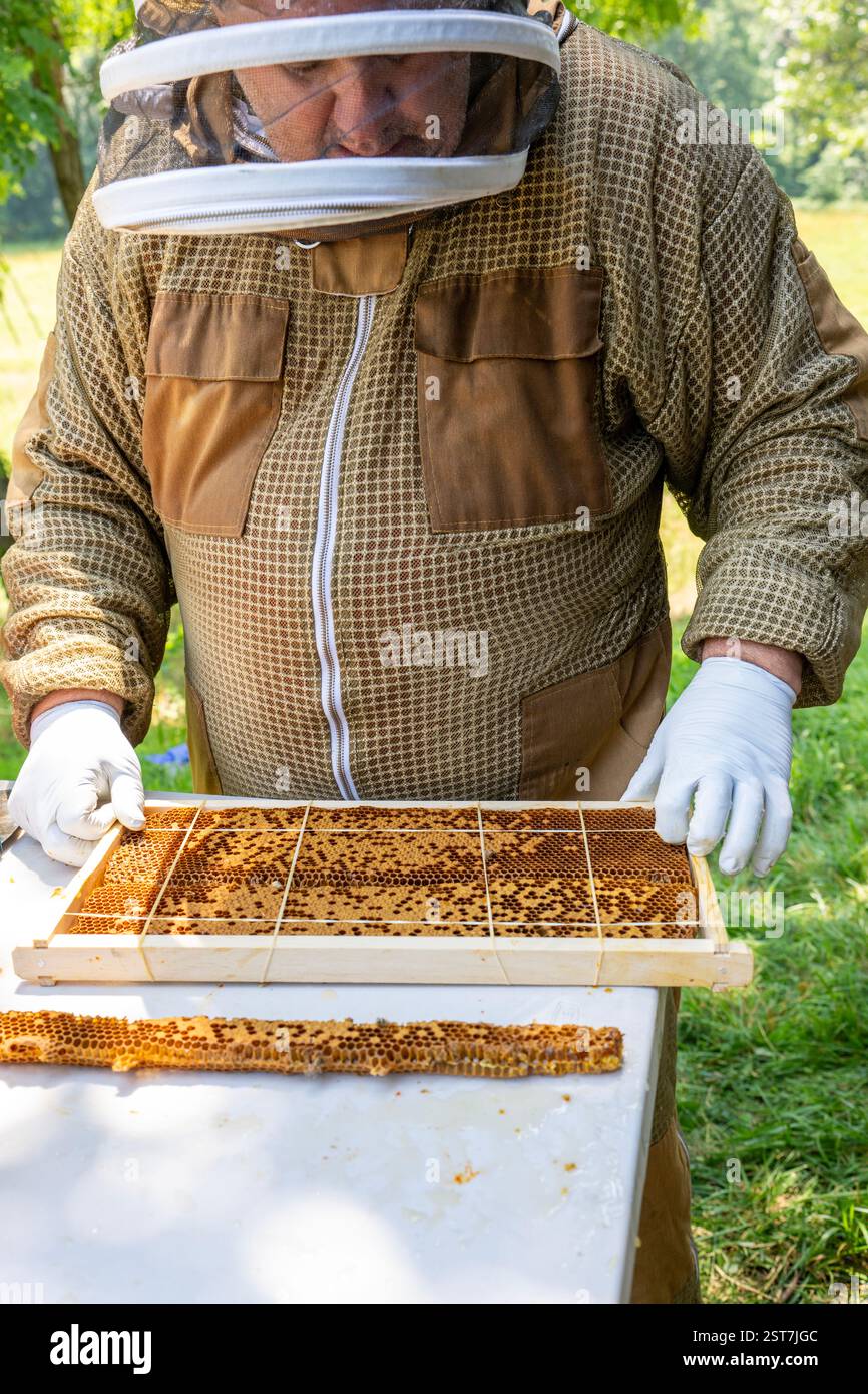 A beekeeper removes a colony of bees from a house by locating the nest ...