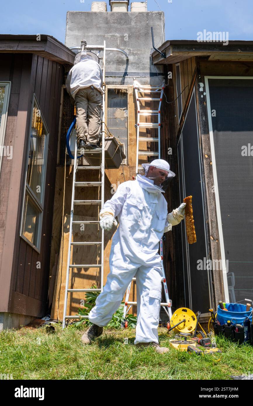 A beekeeper removes a colony of bees from a house by locating the nest ...