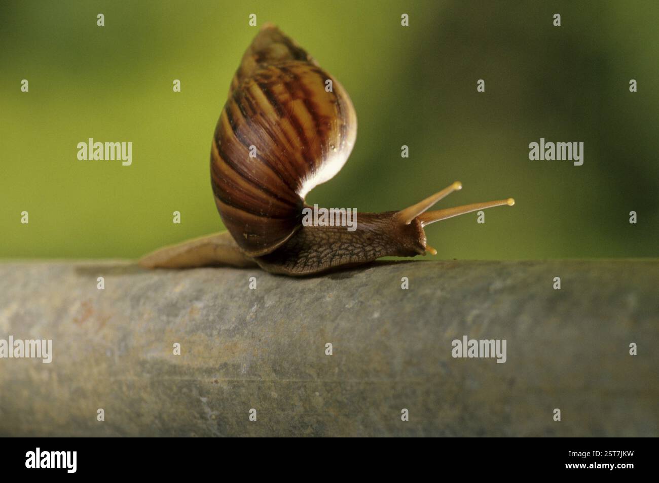 Insects, Snail, Gholvad, maharashtra, India, Asia Stock Photo - Alamy