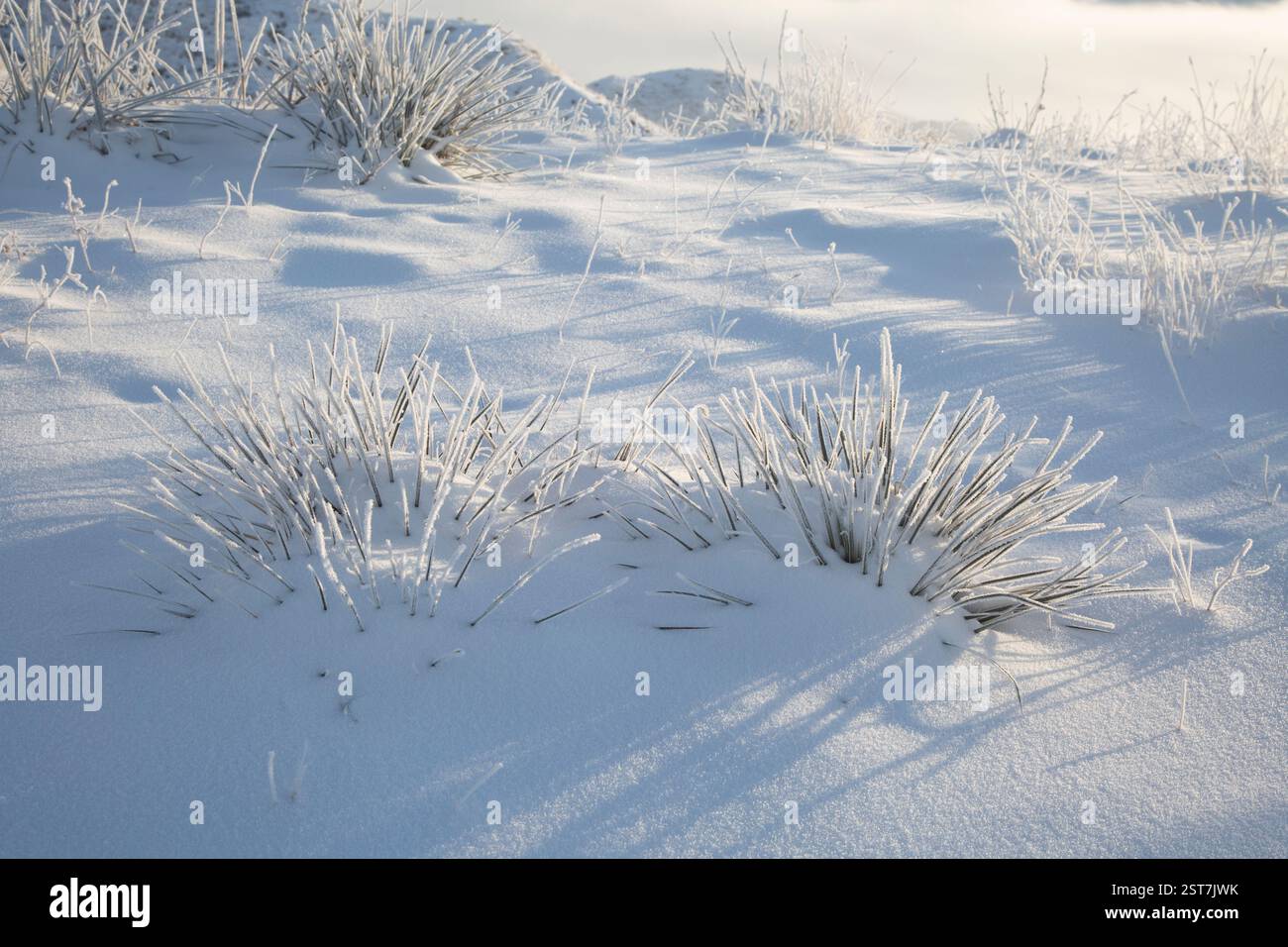 Hoarfrost covered small soapweed yucca (Yucca glauca) pokes through ...