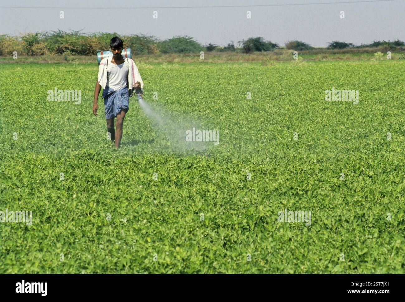 Farmer Spraying Pesticides In Ground Nut Fields, India, Asia Stock ...