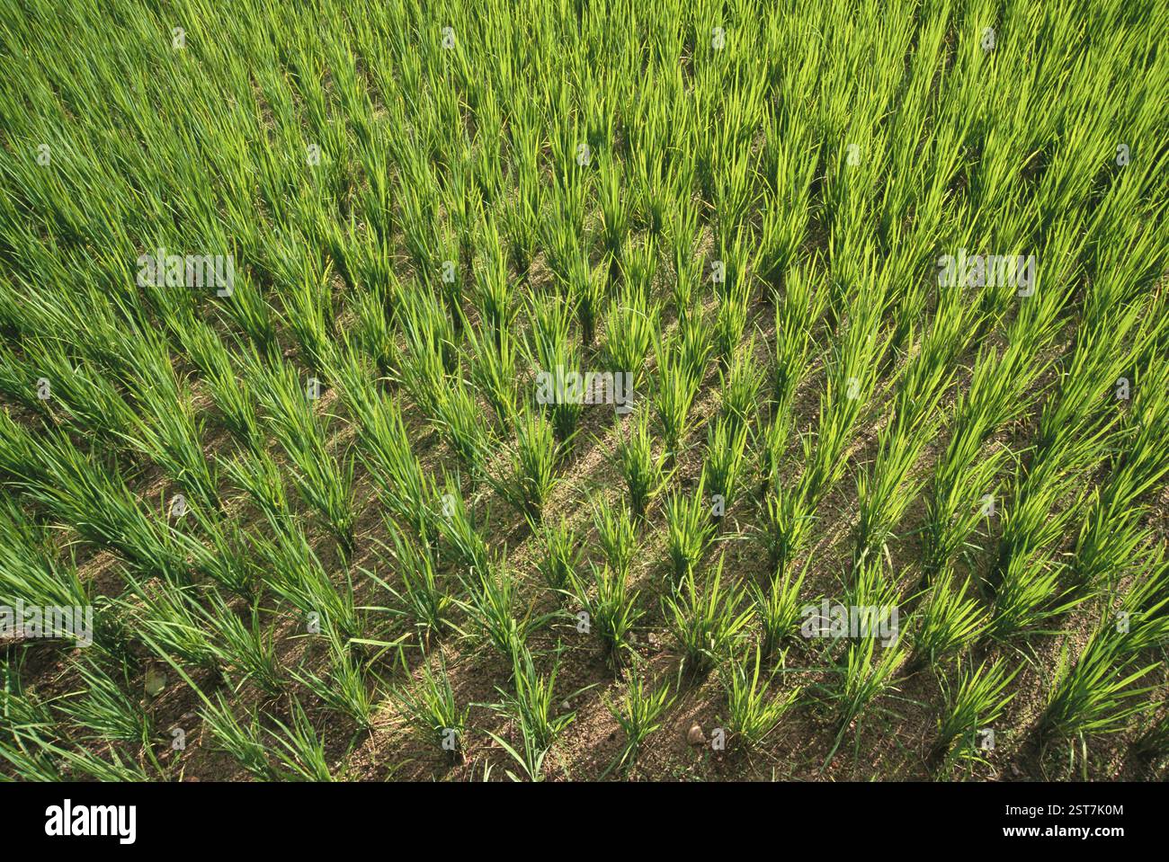 Kudal hi-res stock photography and images - Alamy