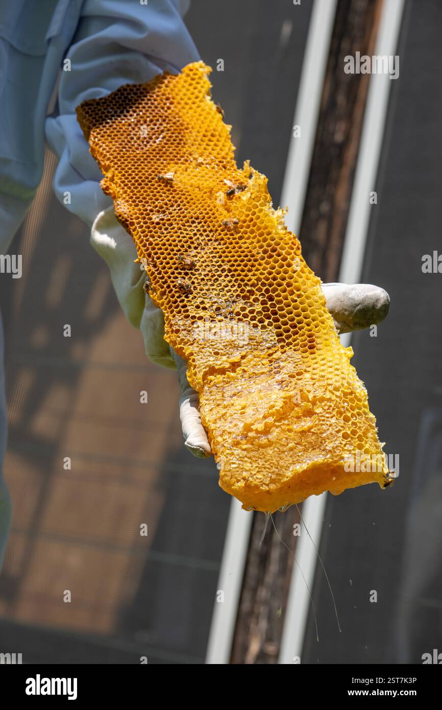 A beekeeper removes a colony of bees from a house by locating the nest ...