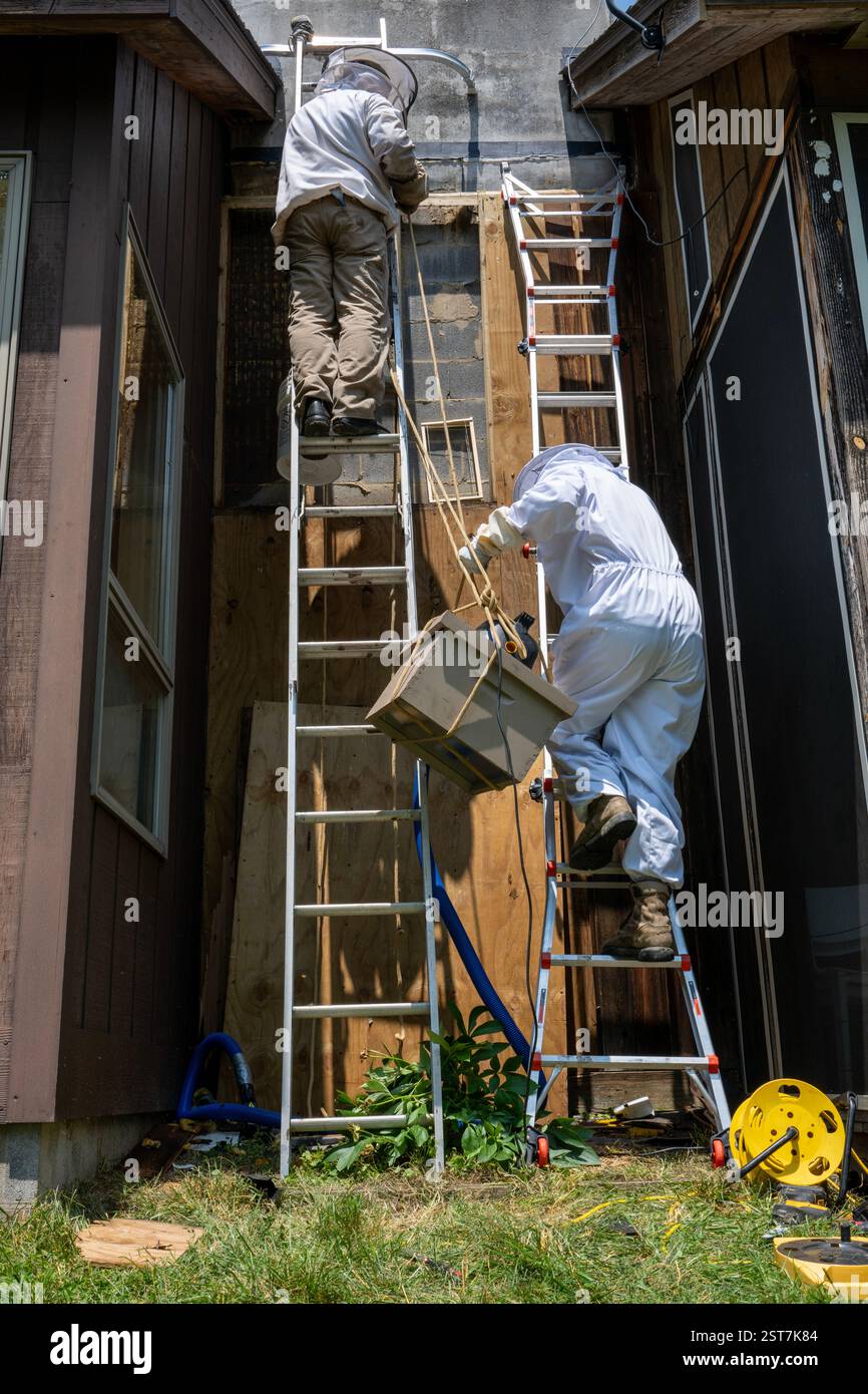 A beekeeper removes a colony of bees from a house by locating the nest ...