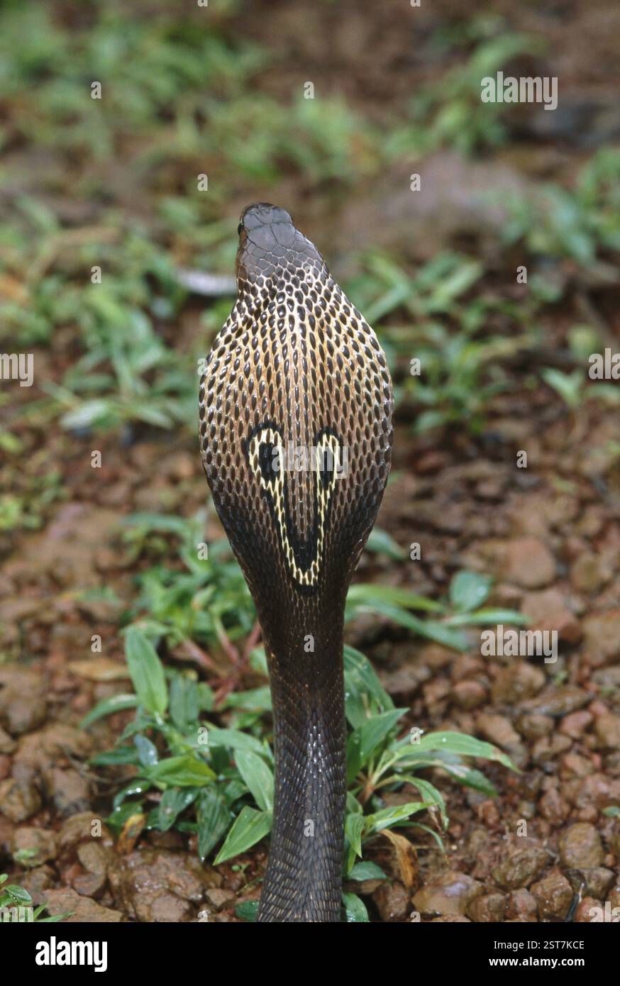 Reptiles, Snakes, Cobra Indian Spectacled Cobra Naja Naja Stock Photo ...