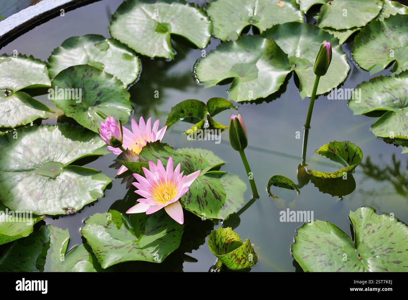 pink water lily in bloom and buds between green leaves floating on ...