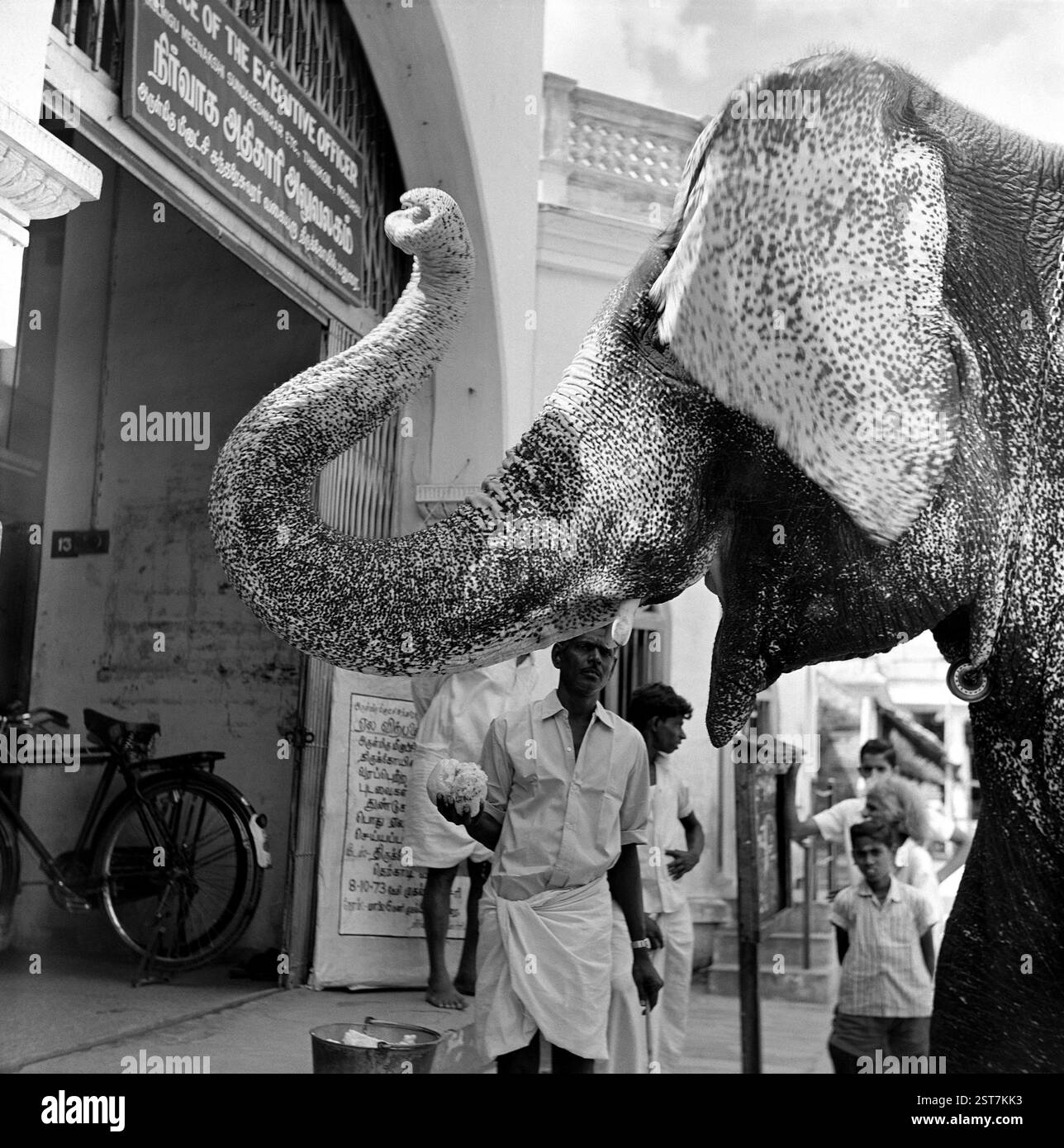 Elephants feeding in wild on Black and White Stock Photos & Images - Alamy