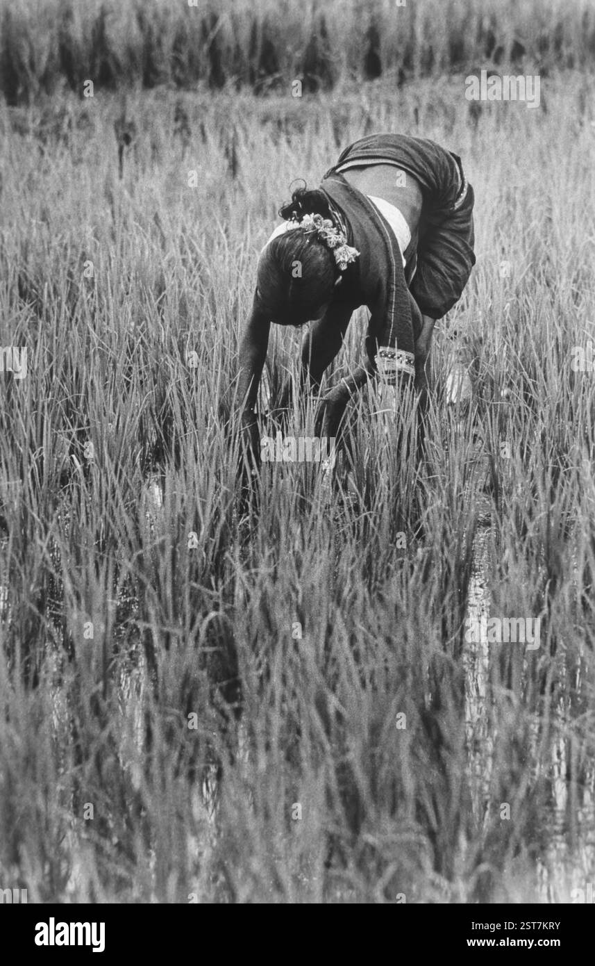 Paddy landscape Black and White Stock Photos & Images - Alamy