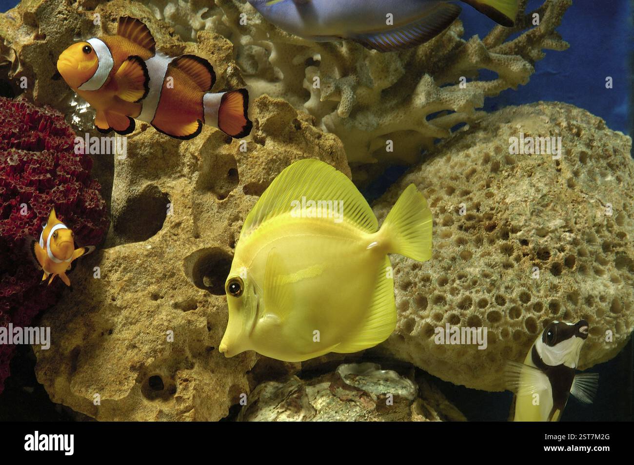 Fishes, Clown and Yellow Tang Fish in a fish tank Stock Photo - Alamy