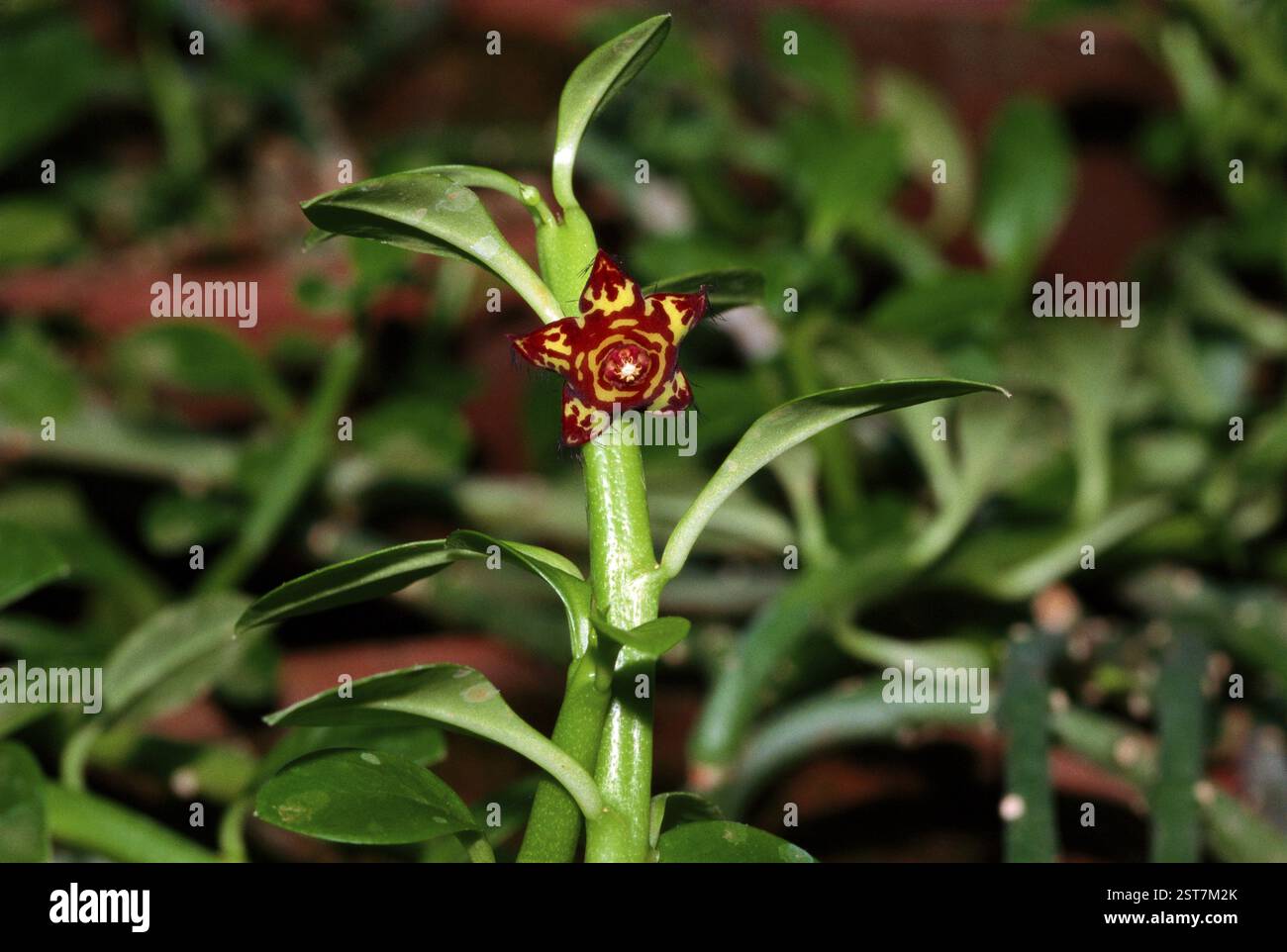 Frerea Indica Rare plant Stock Photo - Alamy