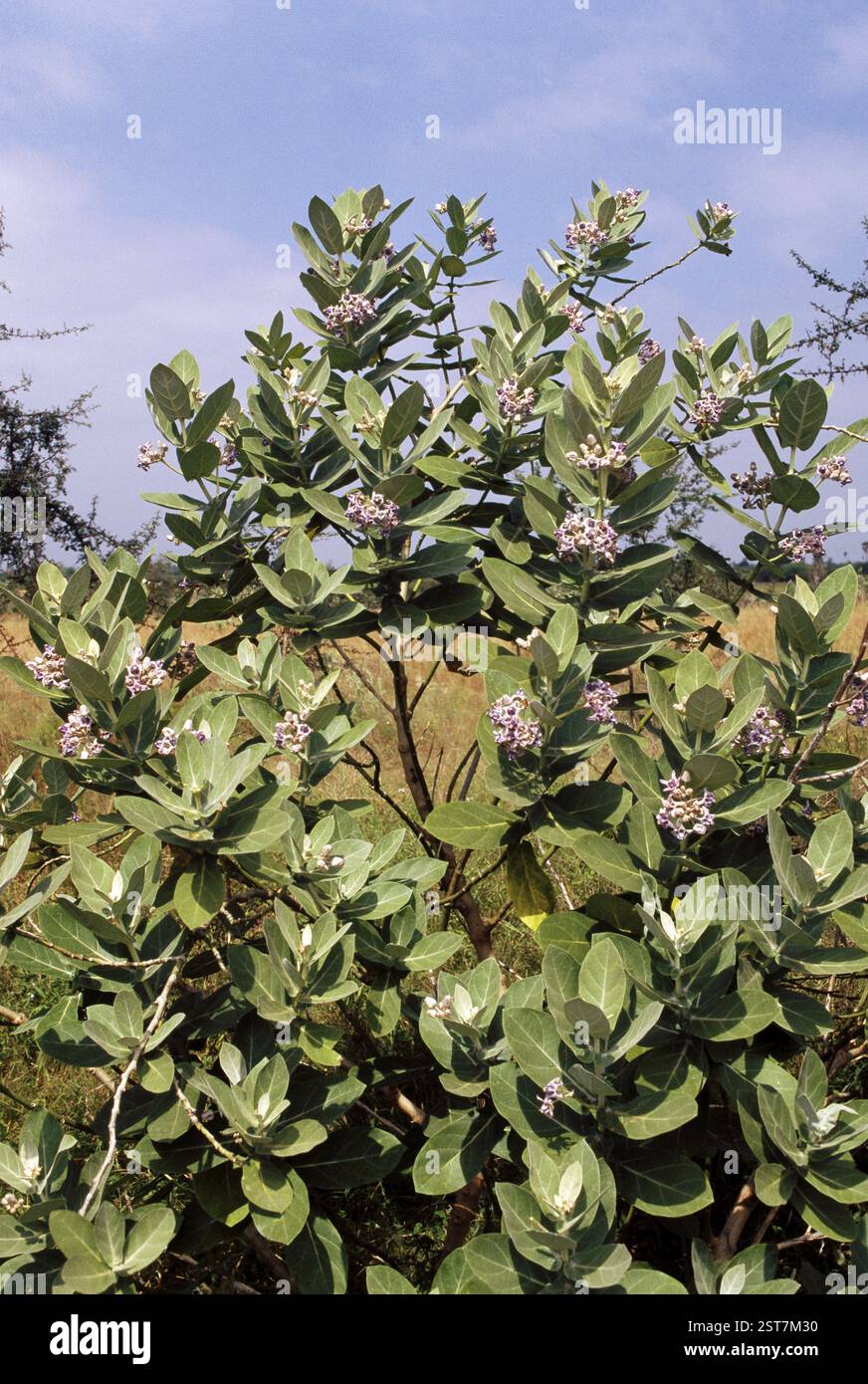 Madar, Calotropis gigantea linn, india Stock Photo - Alamy