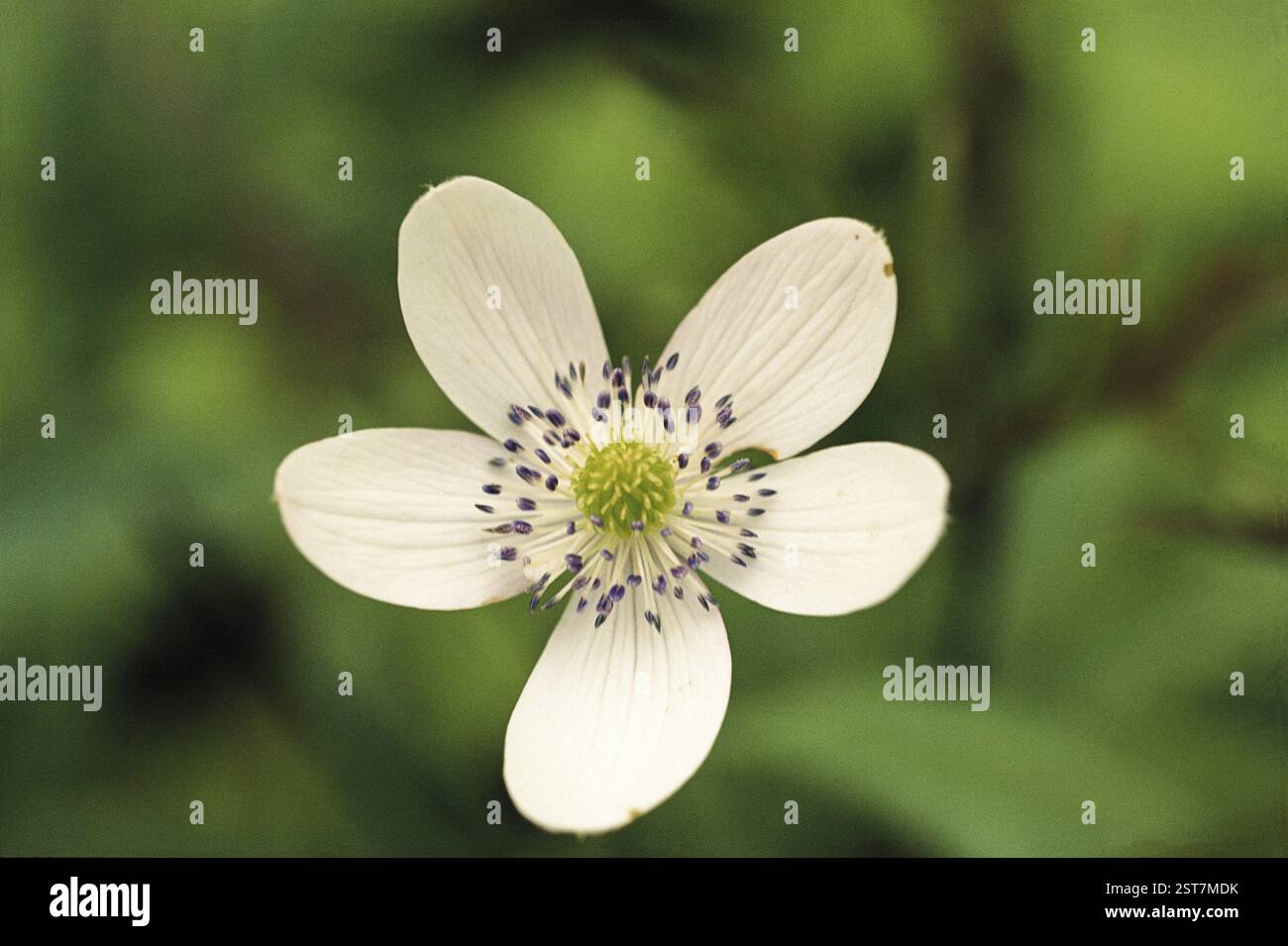 Five petals white wild flower at Valley of flowers near Joshimath in ...