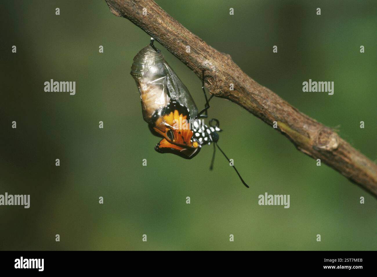 Insects, Butterfly, Emergence Plain Tiger Danaus Chrysippus-6 Stock ...