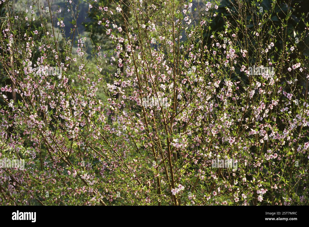 India cherry tree hi-res stock photography and images - Alamy