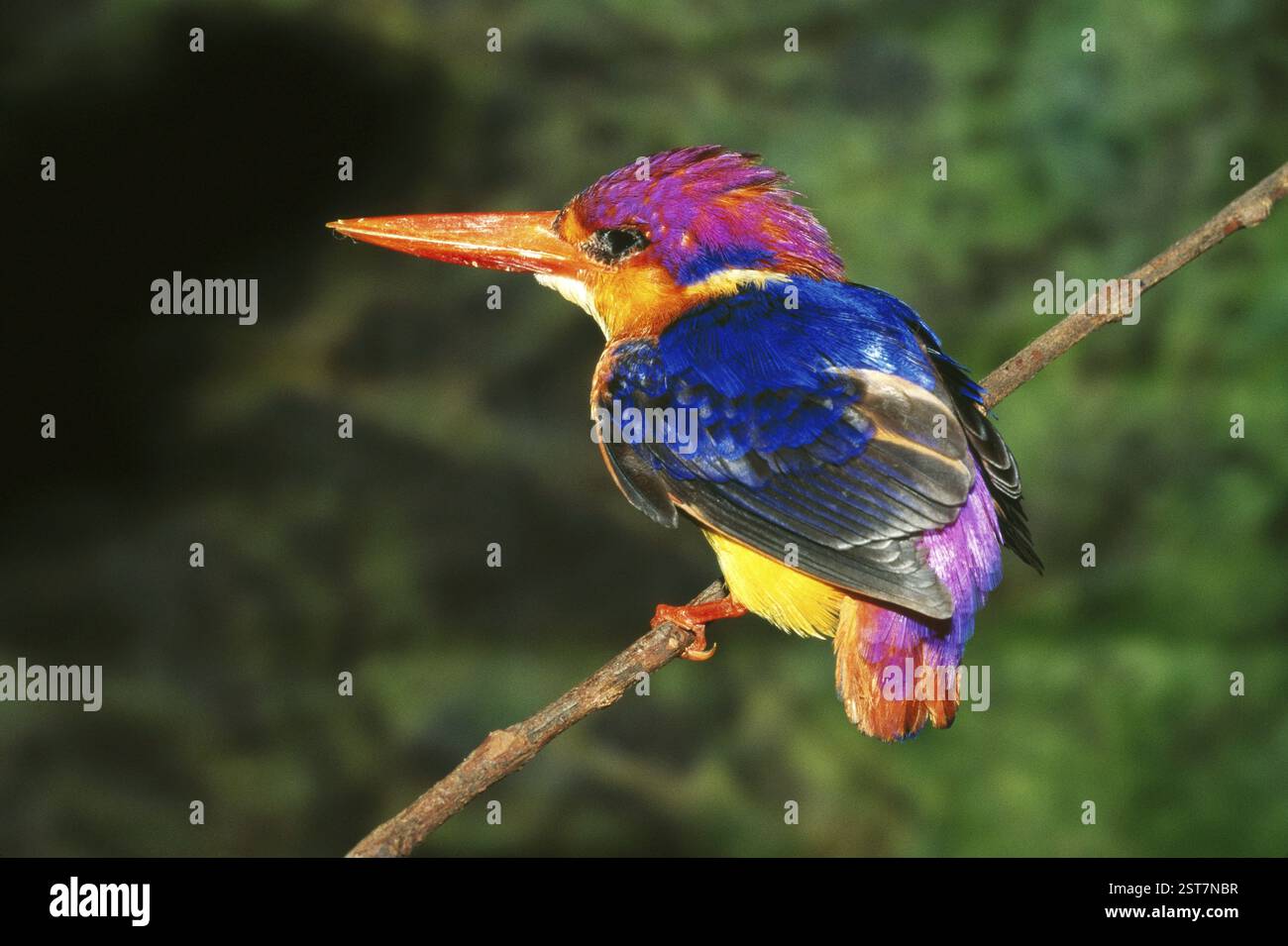 Birds, Oriental Dwarf Kingfisher Ceyx Erithacus Stock Photo - Alamy