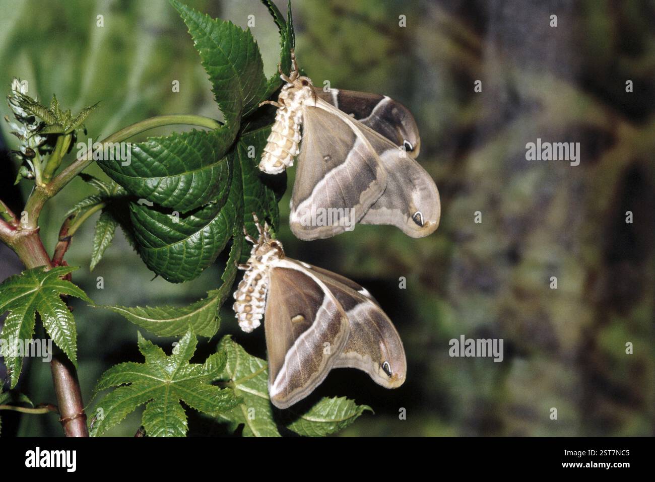 Insects, Butterfly, Eri Silk Moth or Assam Silk Moth Samia Cynthia ...