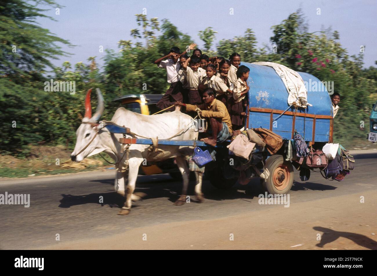 Children going to school in bullock cart, Coimbatore, Tamil Nadu, India ...