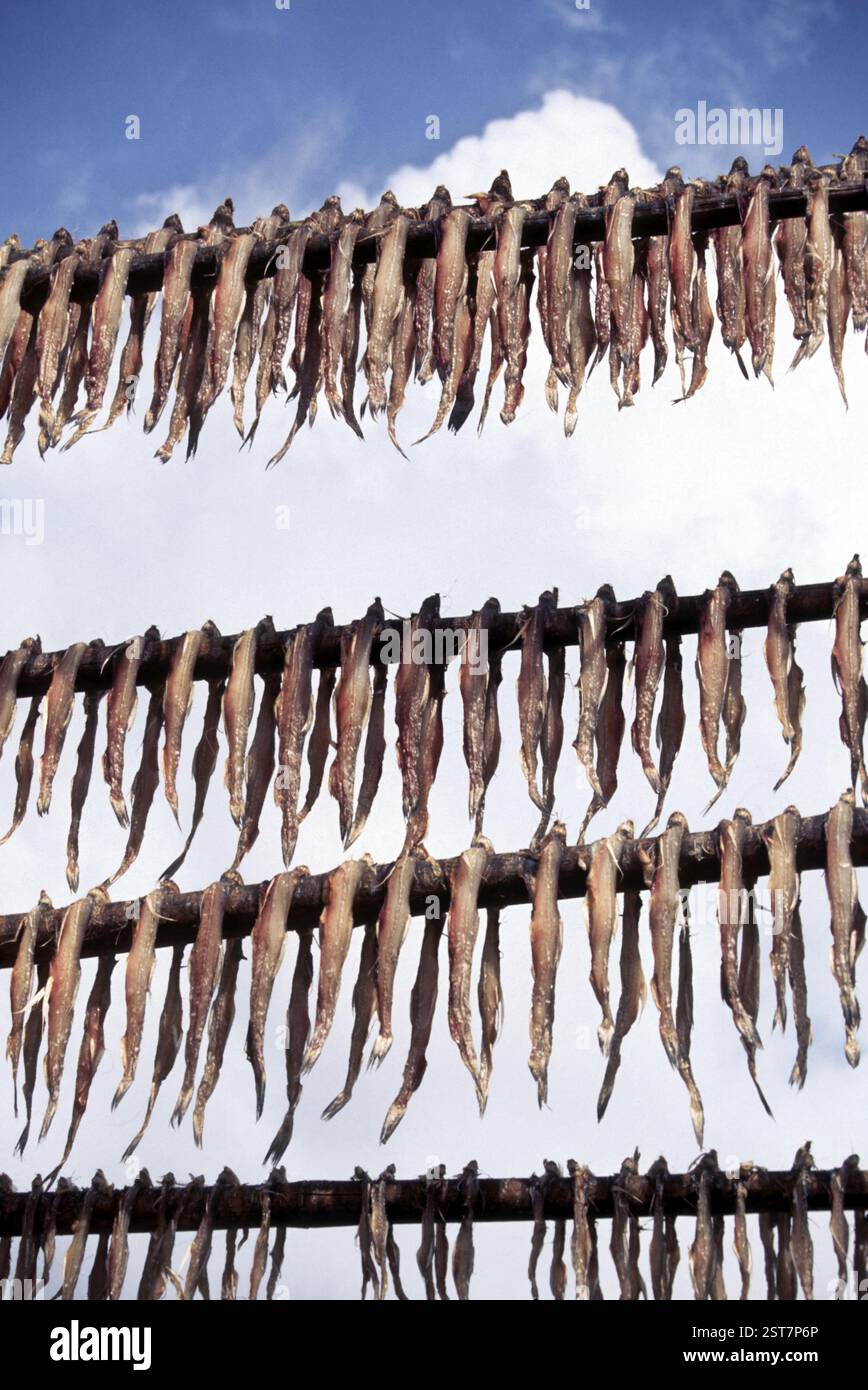Drying food maharashtra hi-res stock photography and images - Alamy