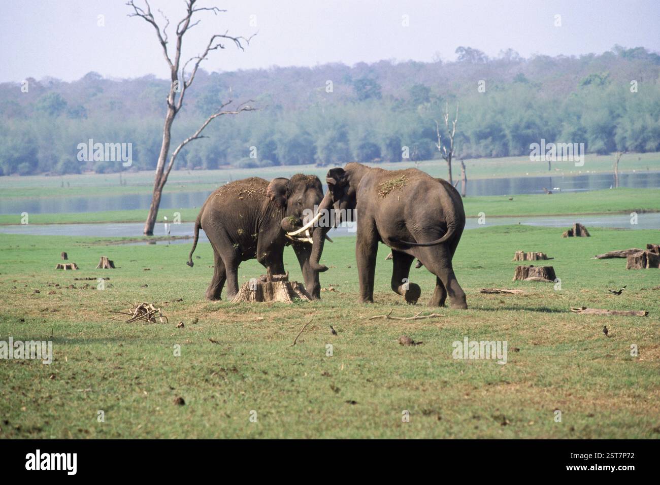 Forty elephants hi-res stock photography and images - Alamy