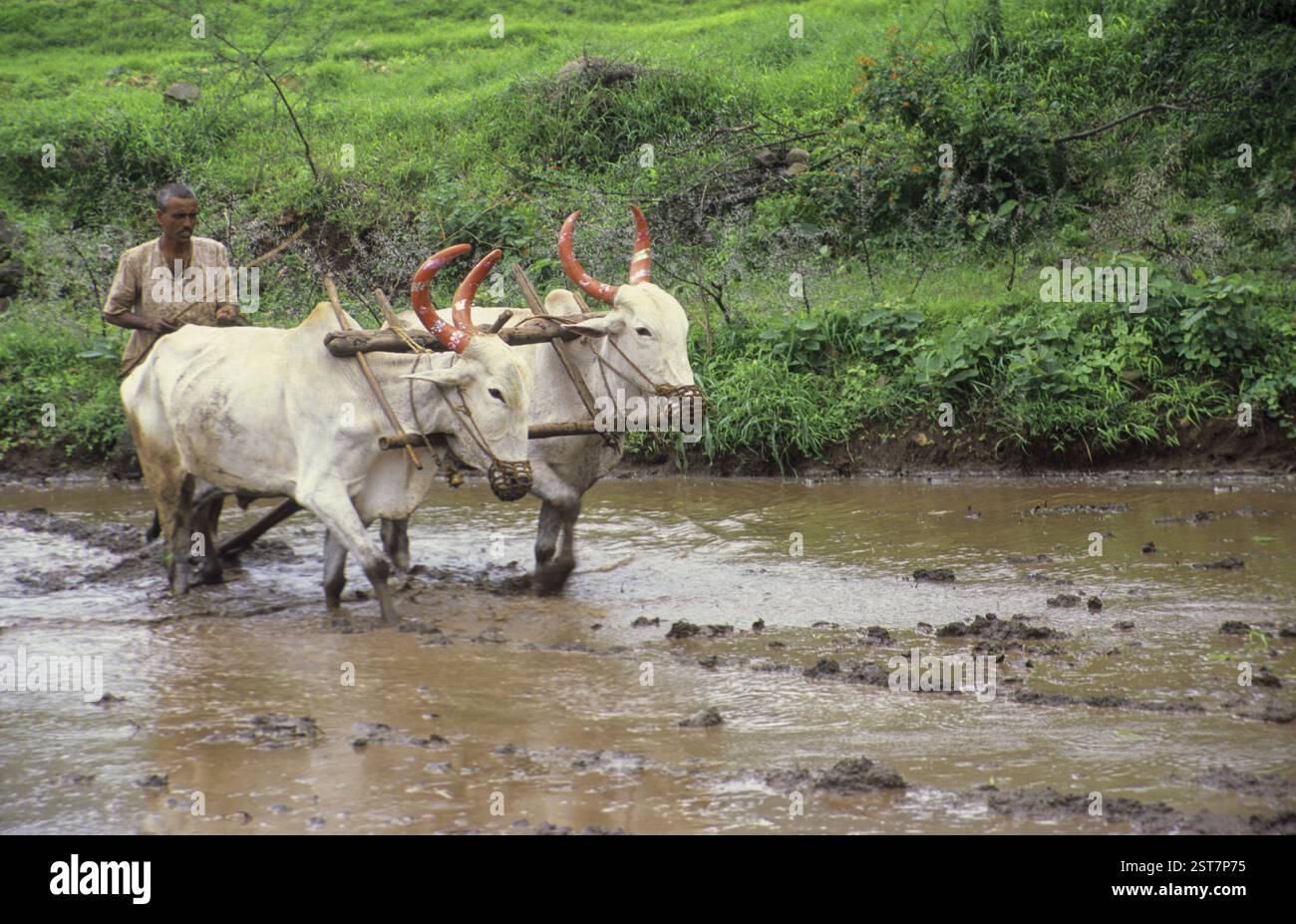 Man working in field oxen hi-res stock photography and images - Alamy