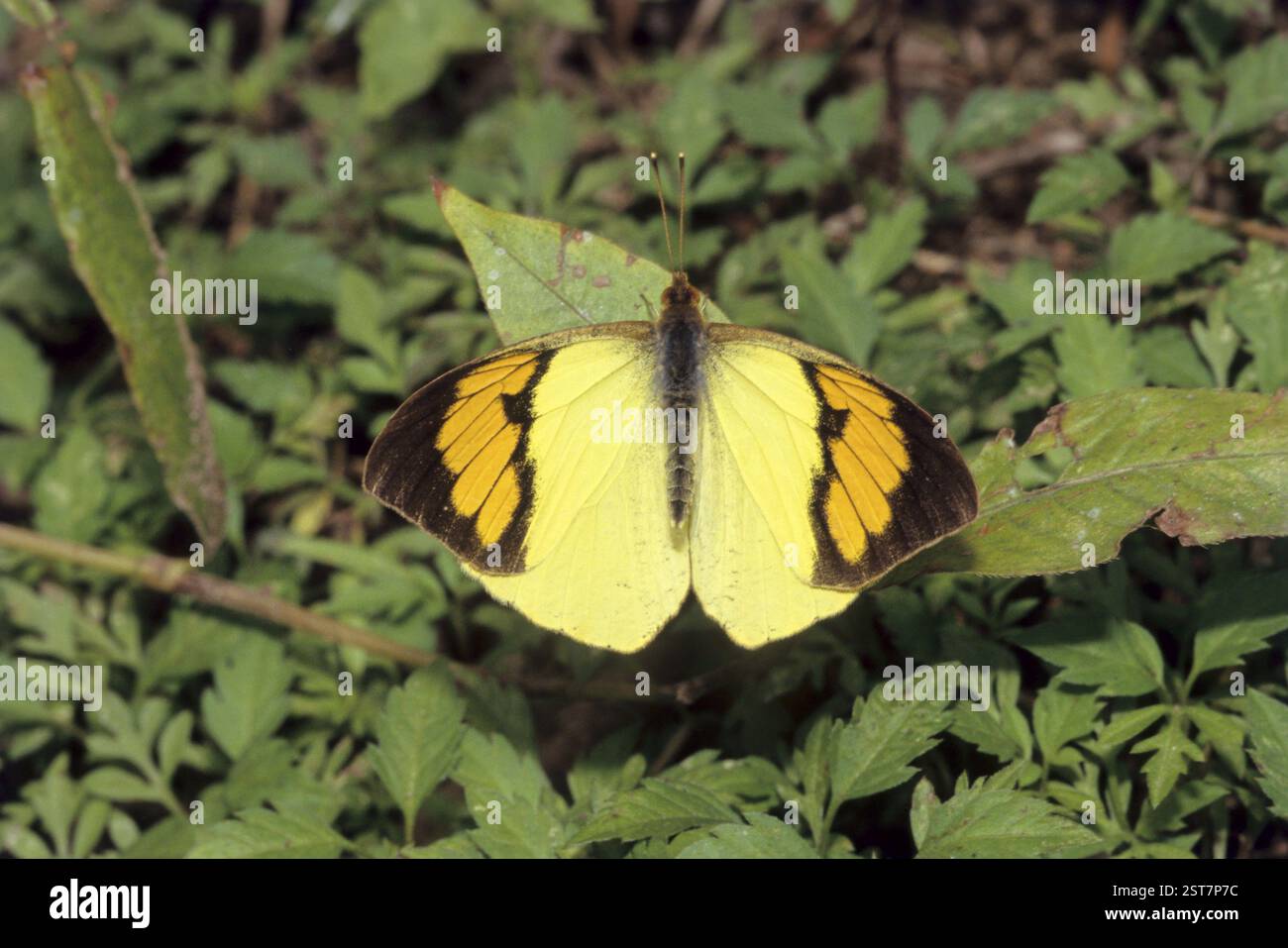 Insects, Butterfly, Yellow orange Tip (Ixias pyrene), arunachal pradesh ...