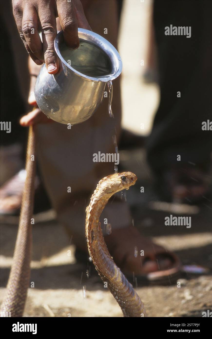 Reptiles, man pouring water on hood of King Cobra (Naja Naja ...