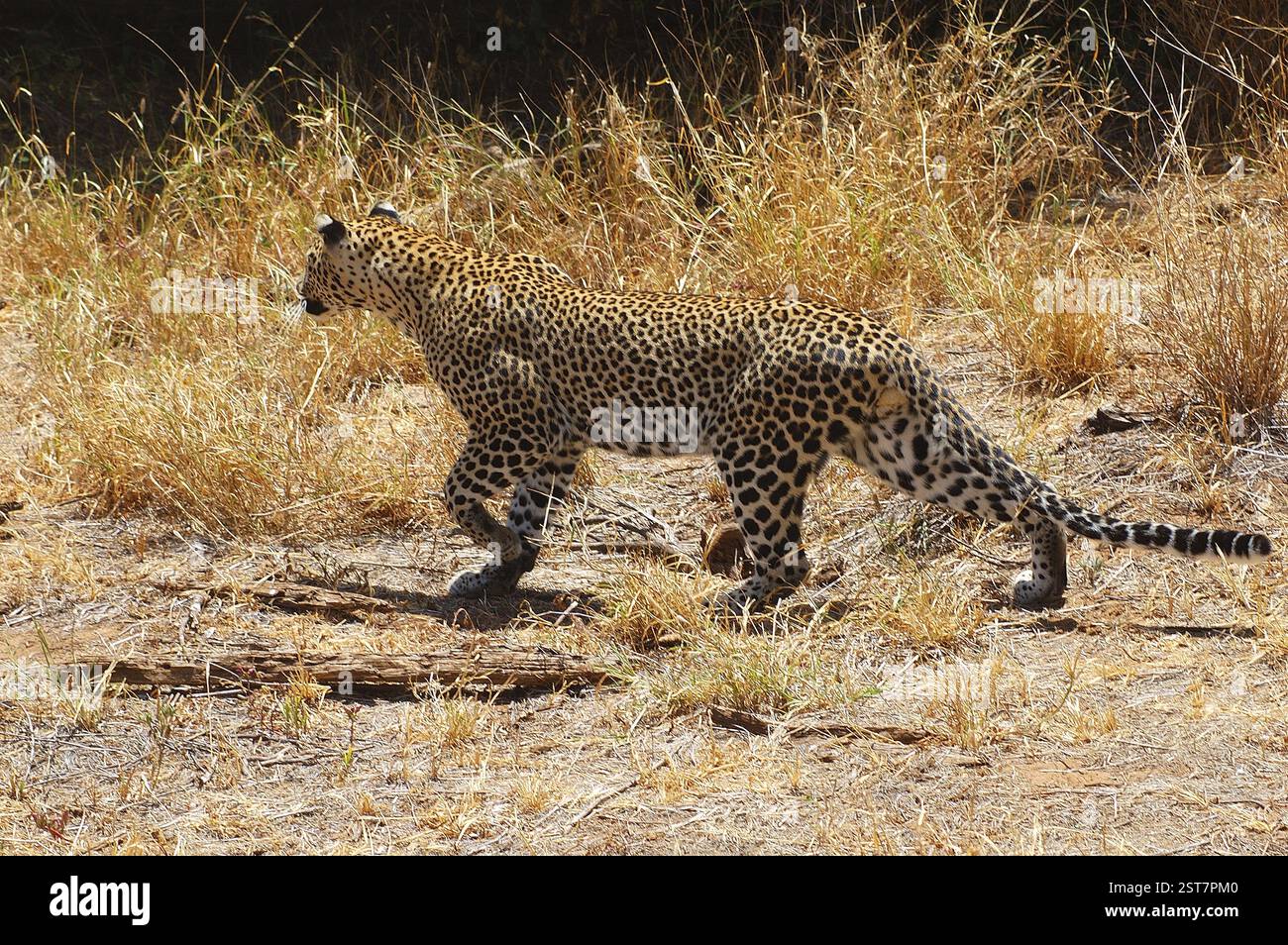 Leopard (Panther) Panthera Pardalis Endangered Mammal, East Africa ...