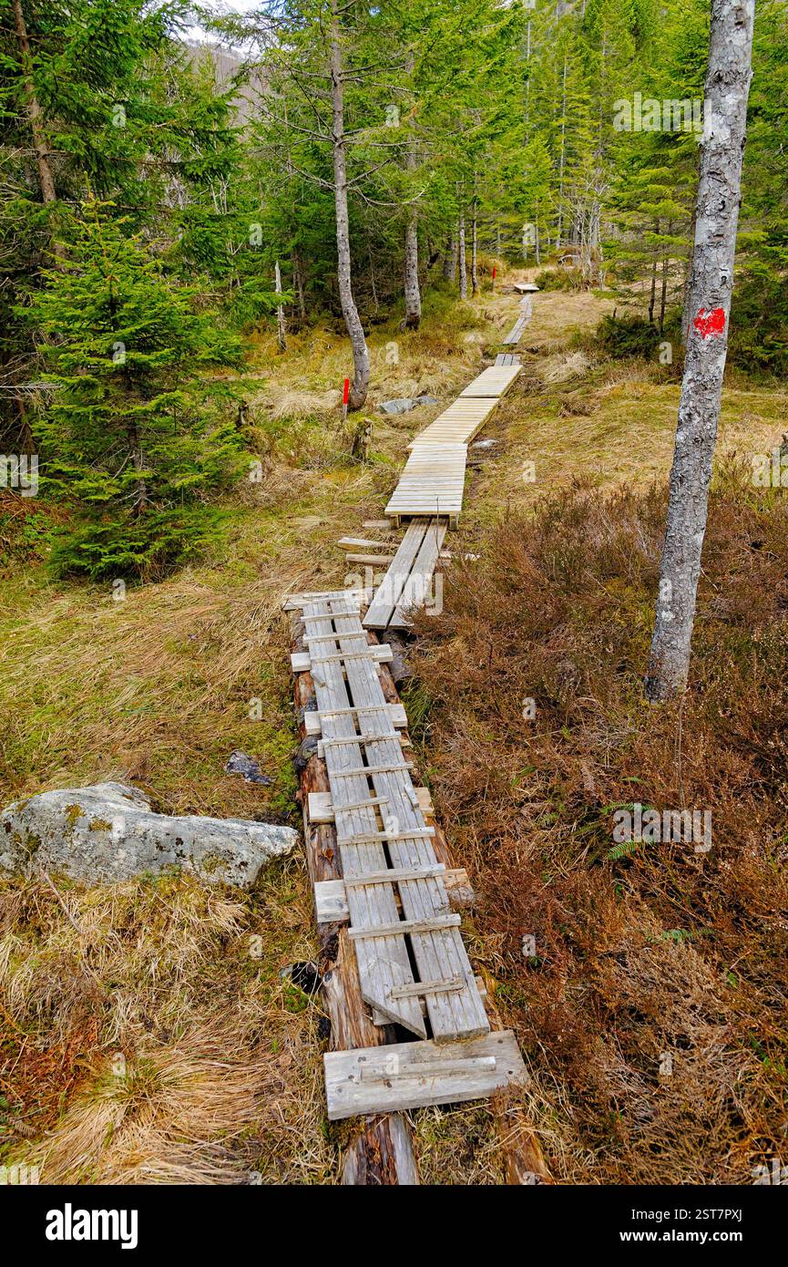 A wooden walkway meanders through a vibrant forest, surrounded by ...