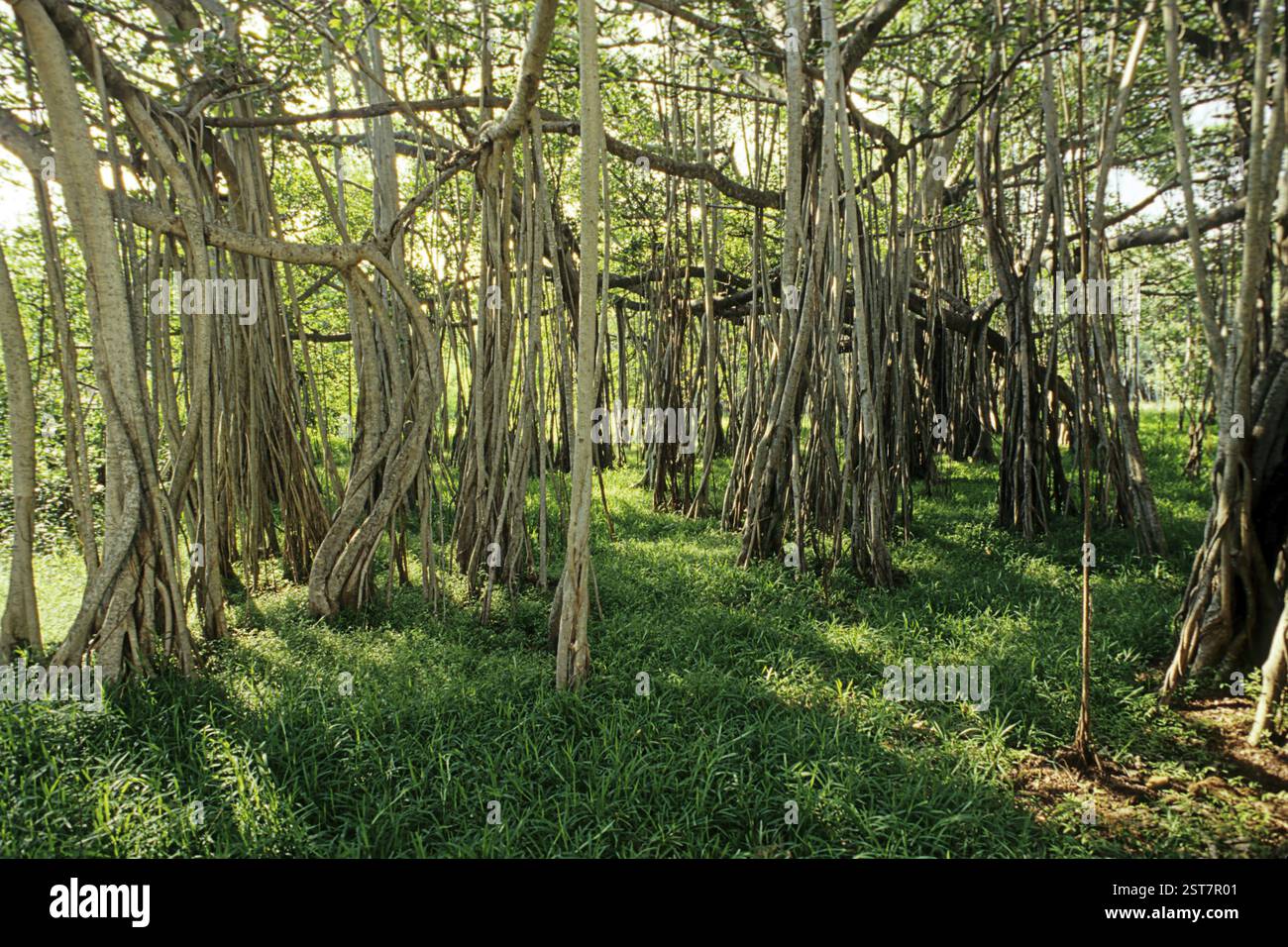 A Huge Banyan Trees, Theosophical society, Madras, india Stock Photo ...
