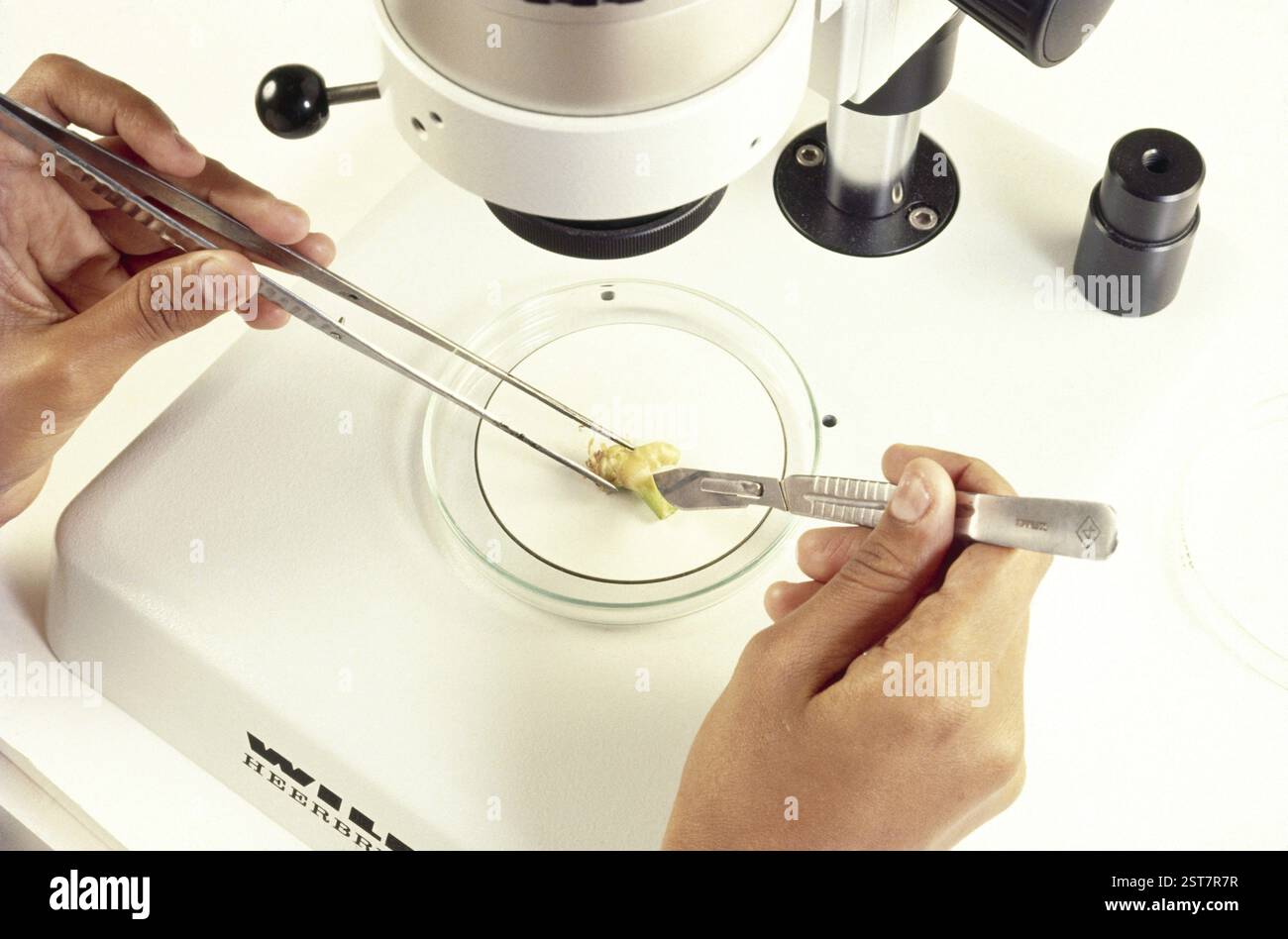 Tissue culture room, india Stock Photo - Alamy