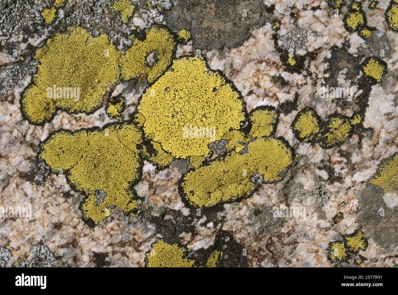 Indian mosses hi-res stock photography and images - Alamy