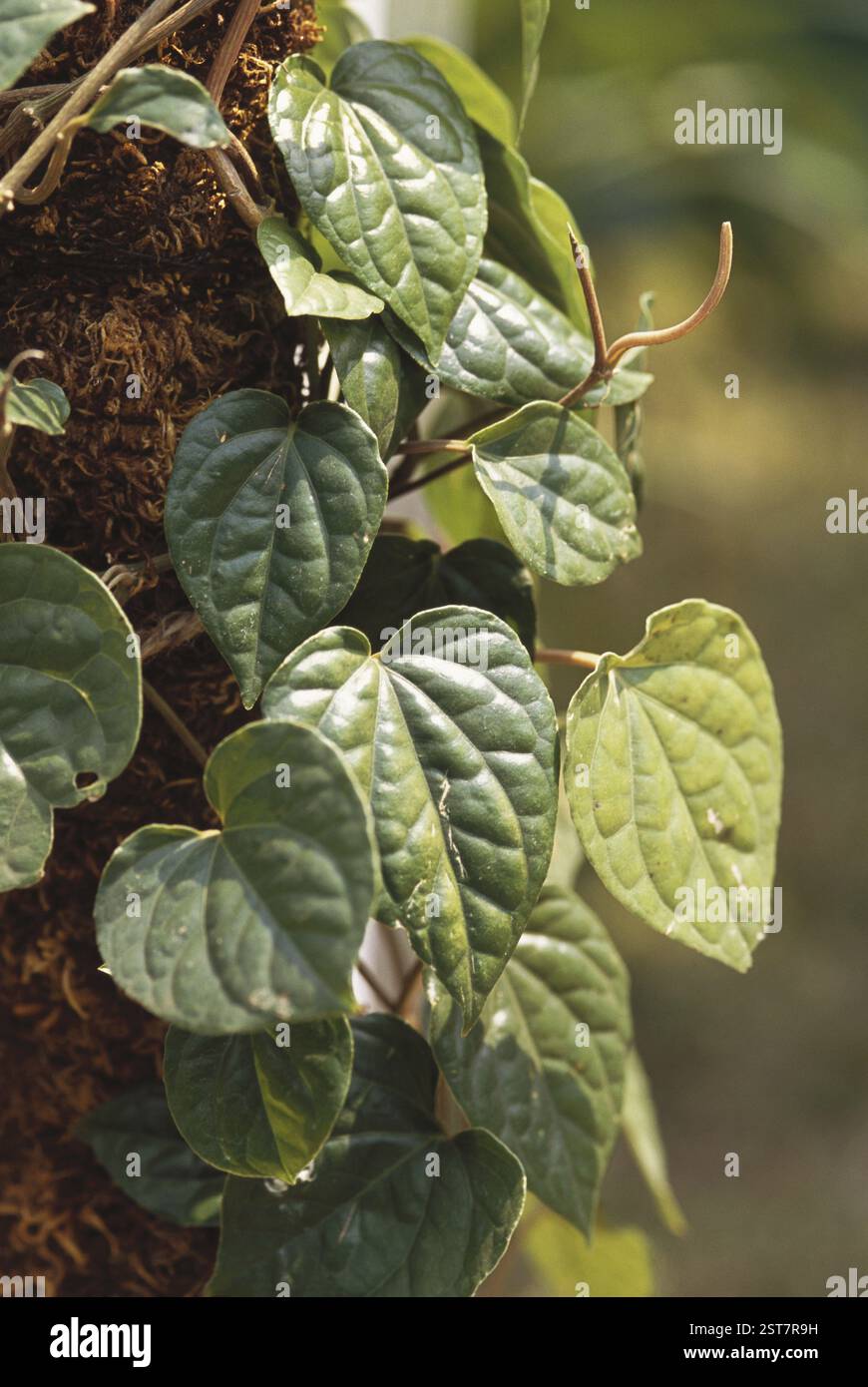 Indian long pepper (piper longum), pimpali medicinal plant, india Stock ...