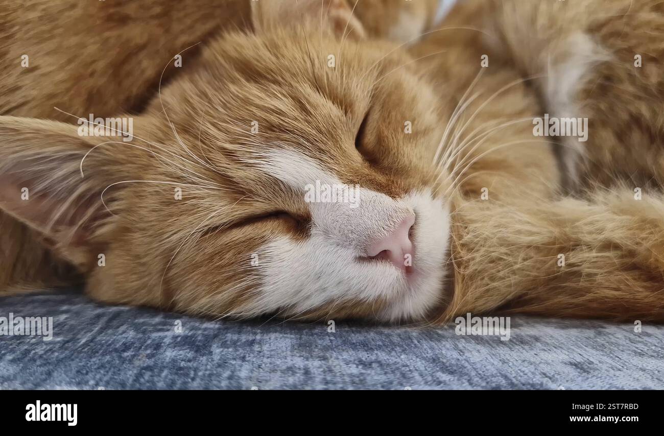 Closeup sleepy orange kitten takes a nap indoors on the sofa. Little ...