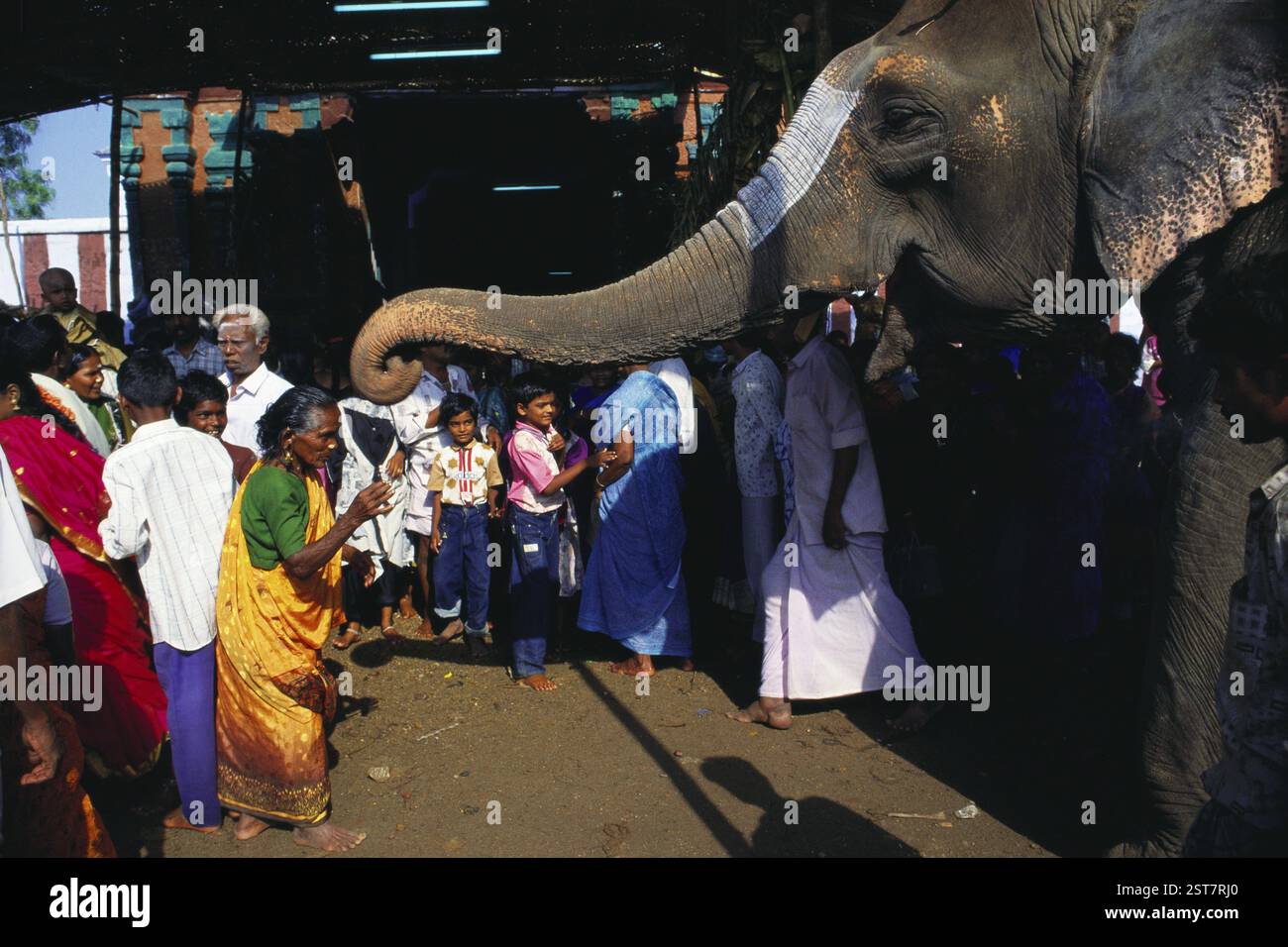 Elephant blessing, Tamil Nadu, India, Asia Stock Photo - Alamy