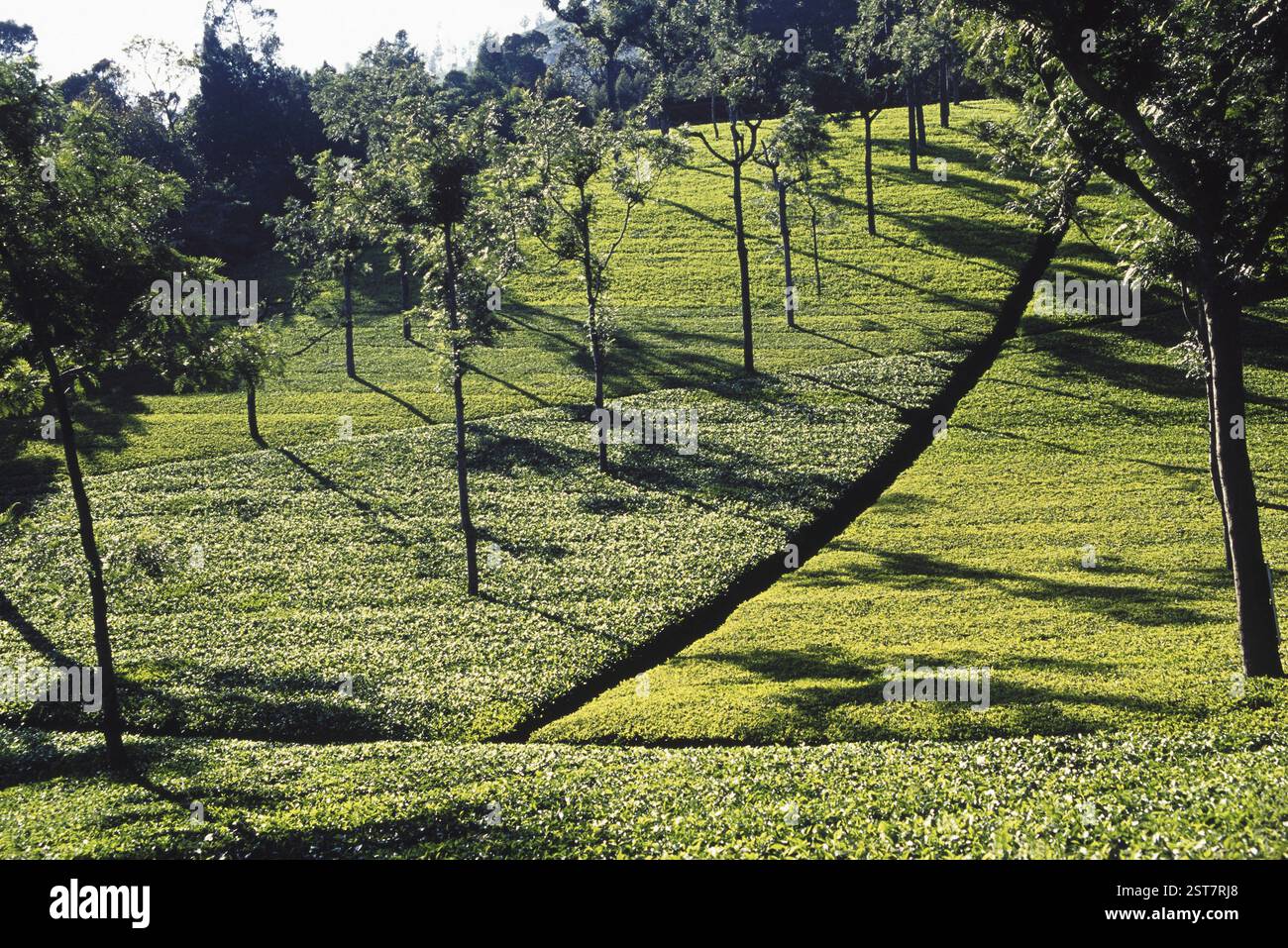 Tea garden, ooty, tamil nadu, india Stock Photo - Alamy