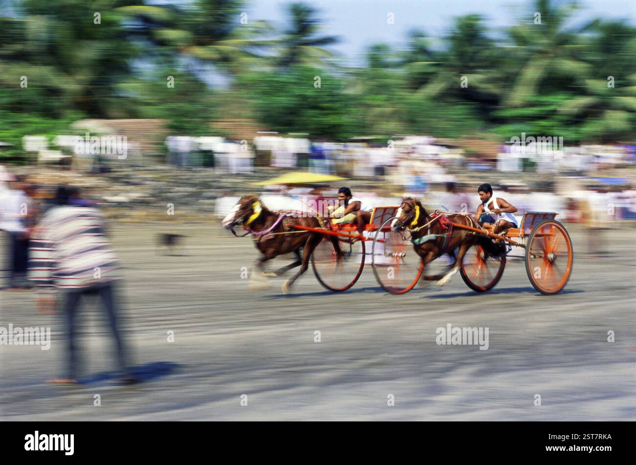 Horse cart race, Alibag, Maharashtra, India, Asia Stock Photo - Alamy