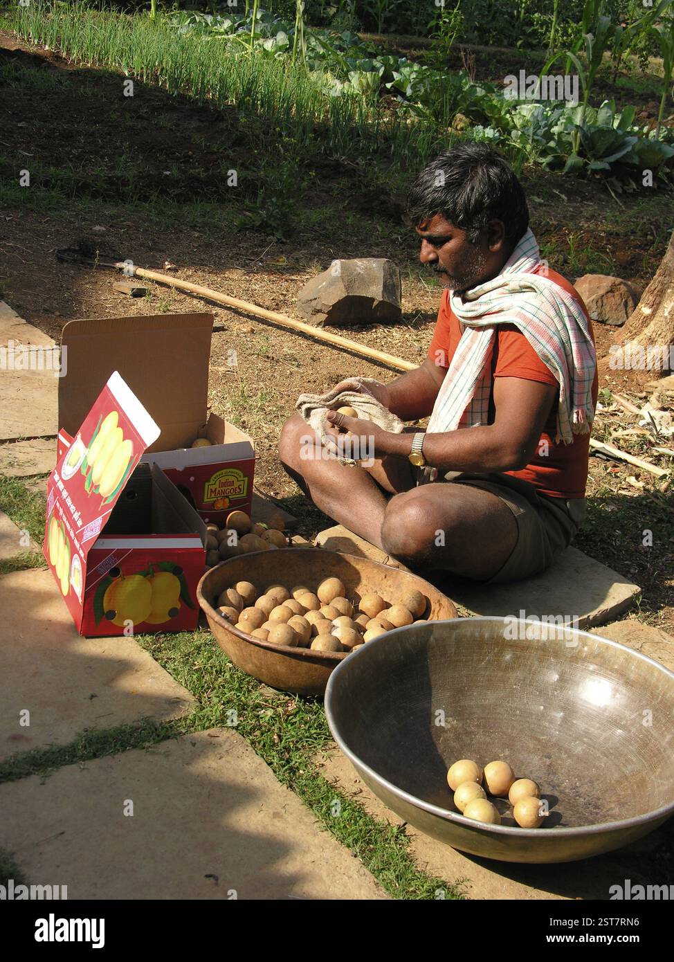Chiku Fruit Packing, Varun Farm House, Panve, Maharashtra, India, Asia ...