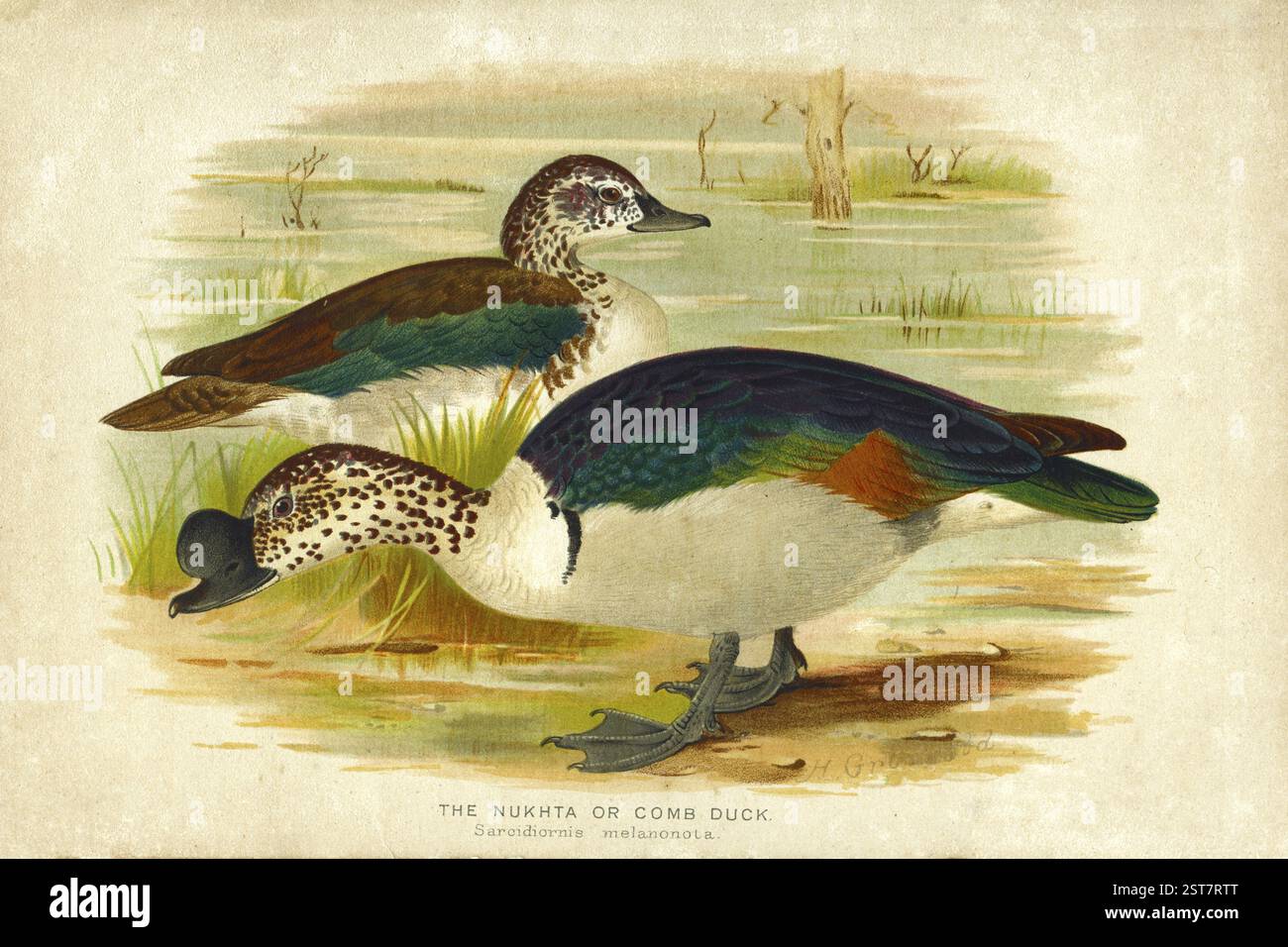 Nature History Painting of Nukta comb duck Stock Photo - Alamy