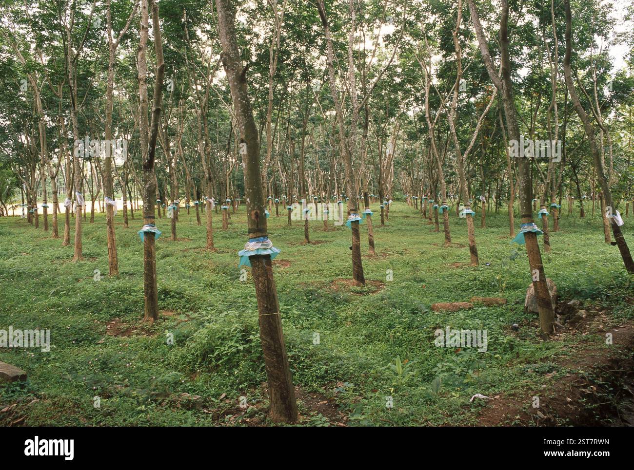 Tapping rubber tree with latex collecting in the cup, kerala, india ...