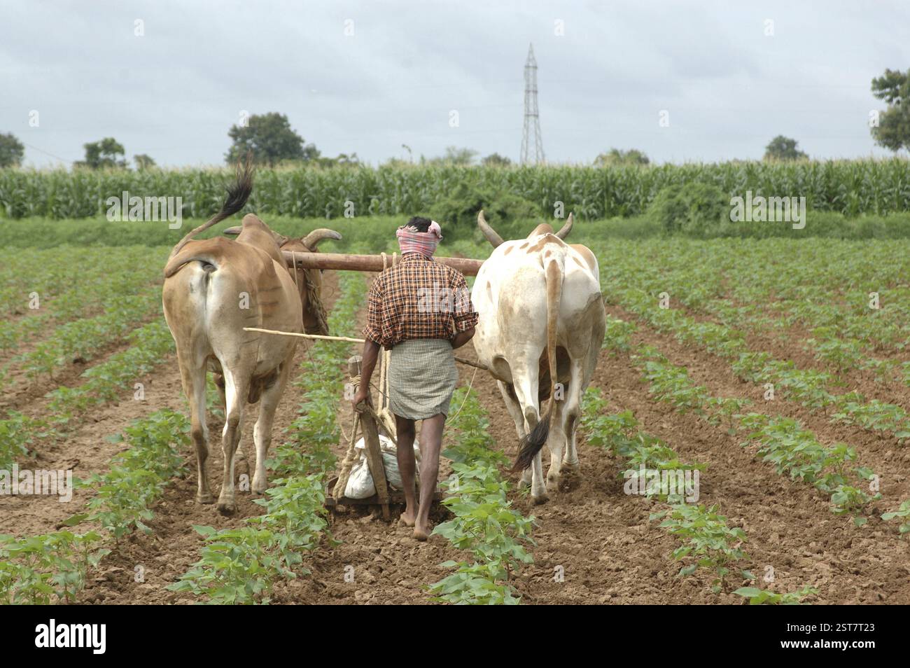 Tradional and conventional way of farming, Farmer loosening soil ...