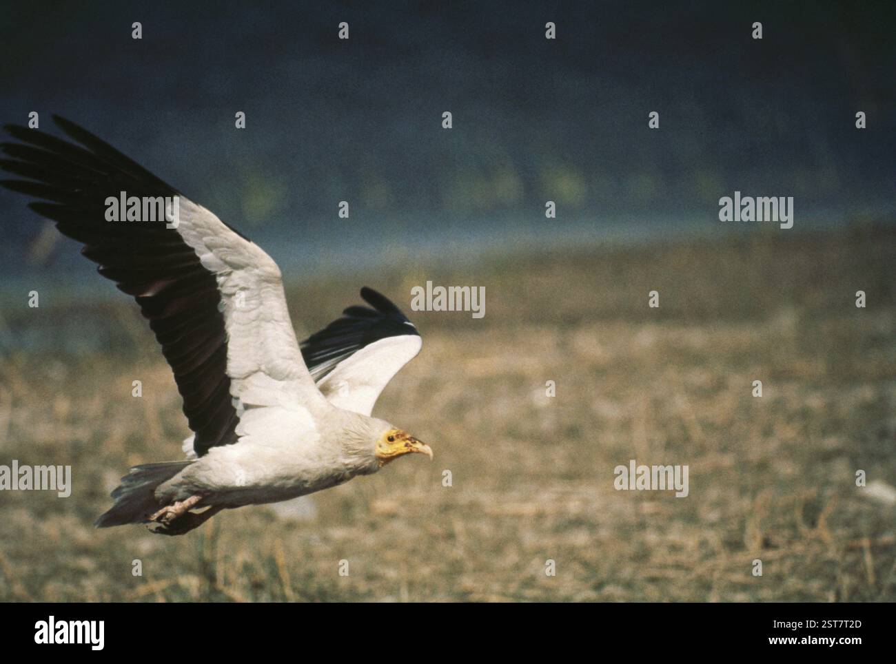 Birds, Egyptian Vulture Neophron percnopterus Flying Stock Photo - Alamy