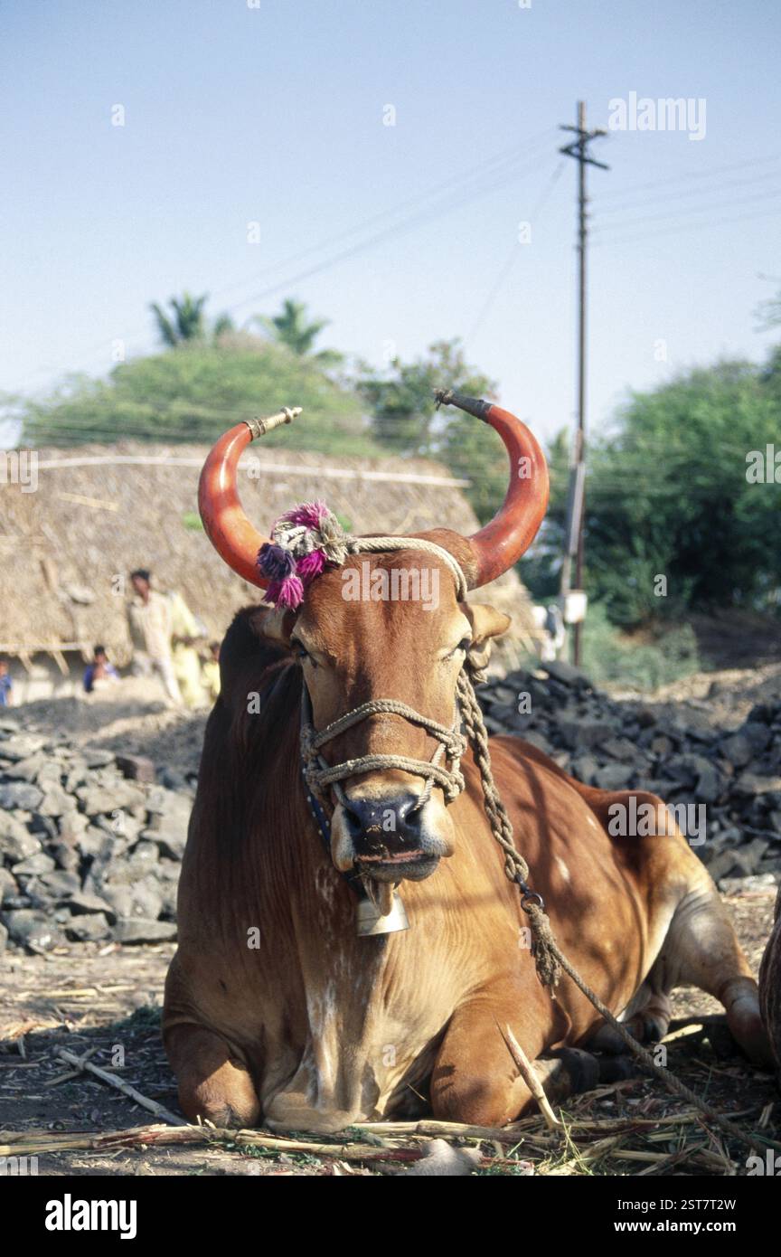Asian cattle breeds hi-res stock photography and images - Alamy