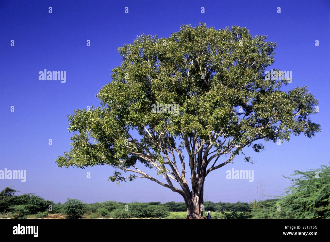 Kalarippayattu, Ancient Martial Art of Kerala, sword and shield ...