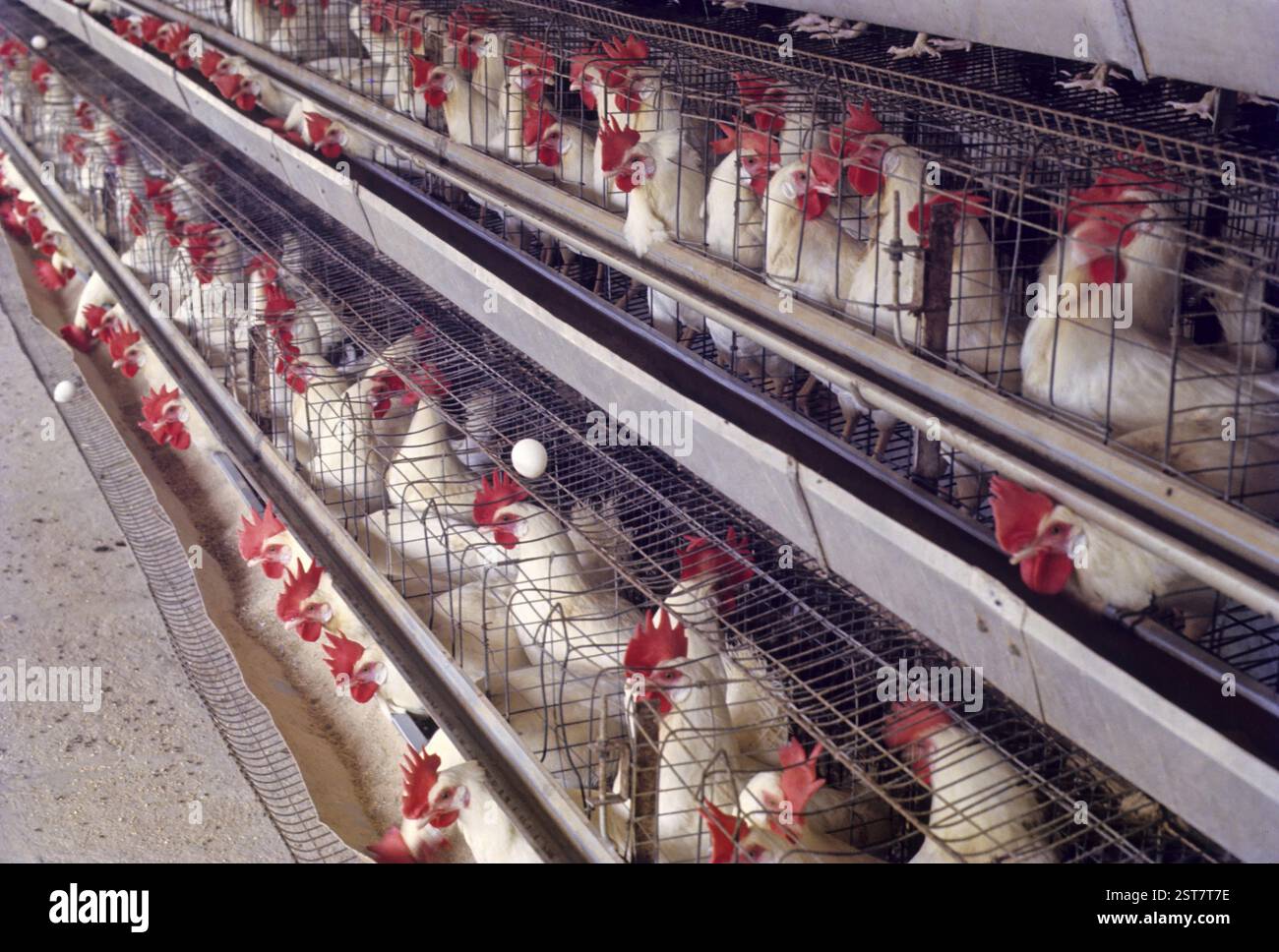 Poultry farm india hi-res stock photography and images - Alamy