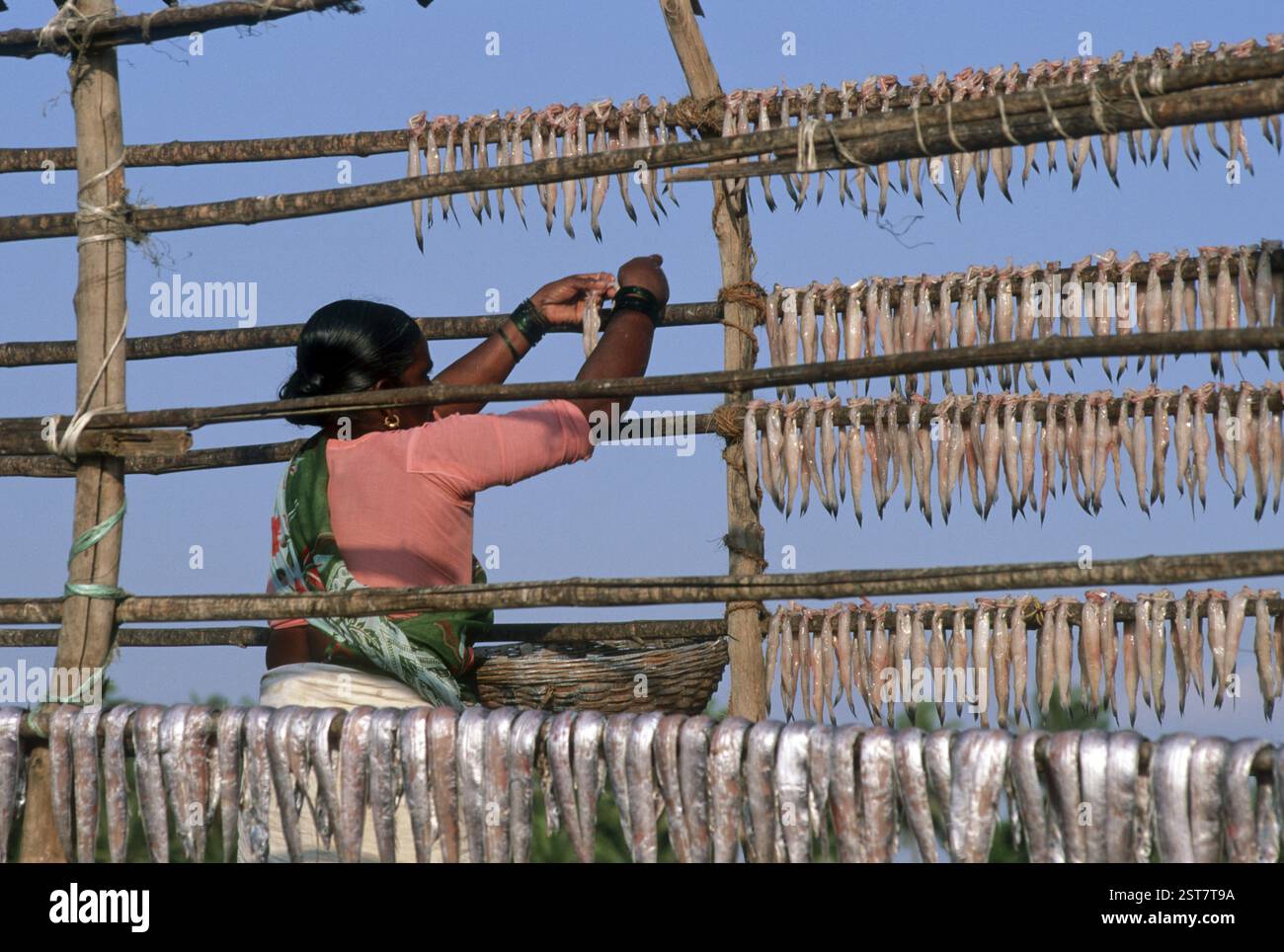 Dried fish maharashtra hi-res stock photography and images - Alamy