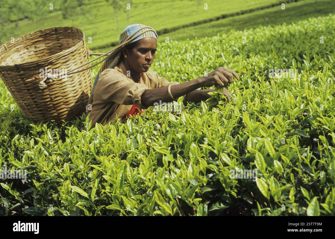 Woman plucking tea leaves in tea garden, coonoor, tamil nadu, india ...