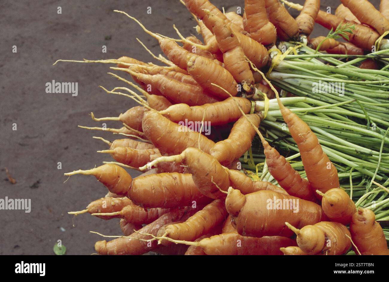 Vegetable, carrots, maharashtra, india Stock Photo - Alamy