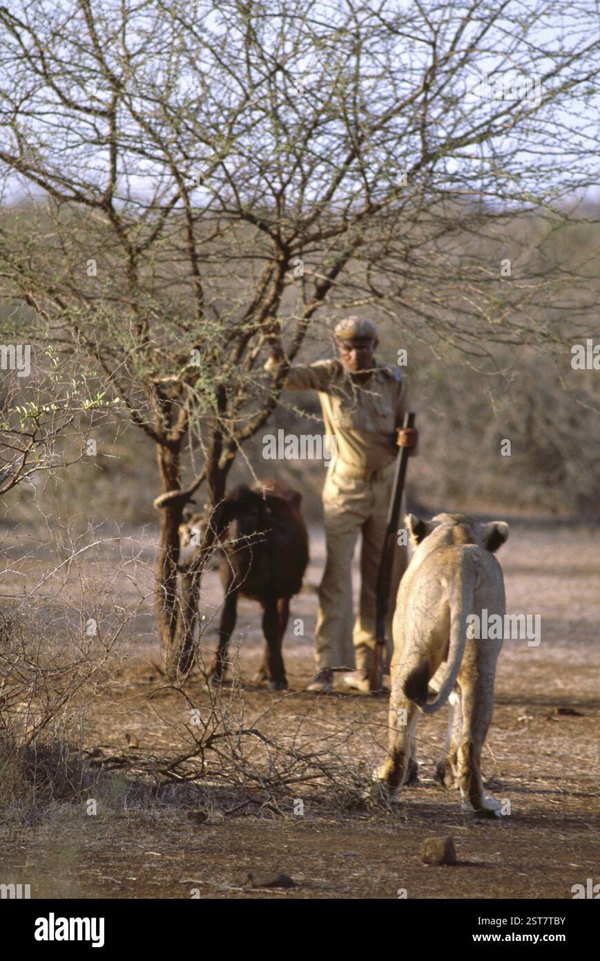 Guard and Lioness (Panthera Leo), Gir Forest sanctuary, Gujarat, india ...