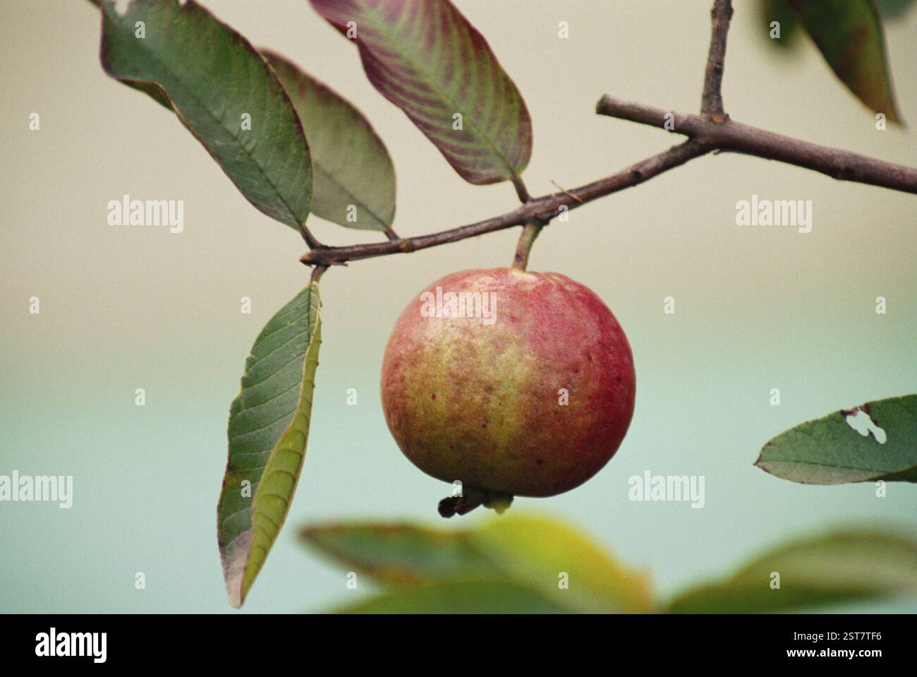 Fruits, red guava, india Stock Photo - Alamy